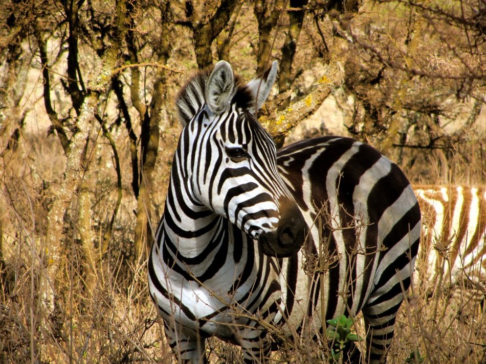 Incredibly handsome Zebra free image download