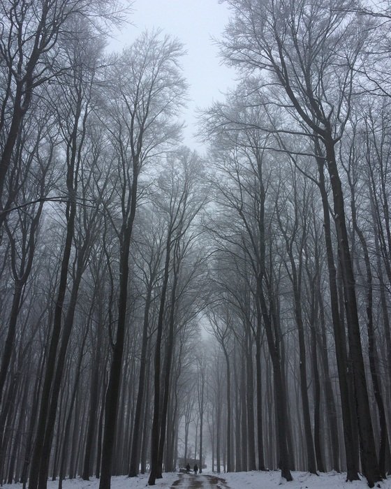 Trees in winter fog free image download