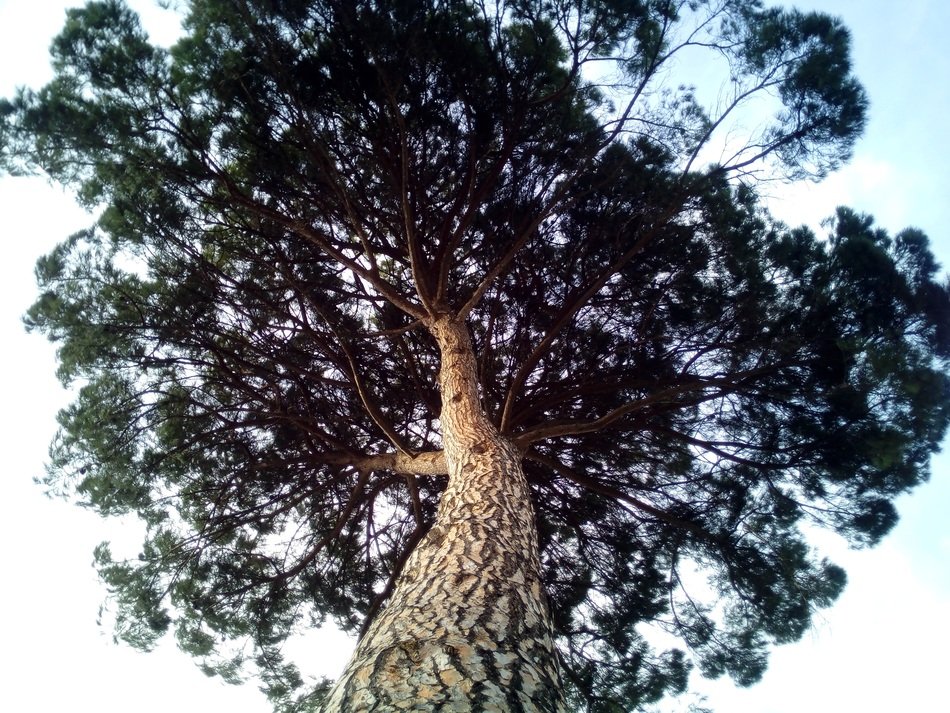 Huge crown of cedar free image download