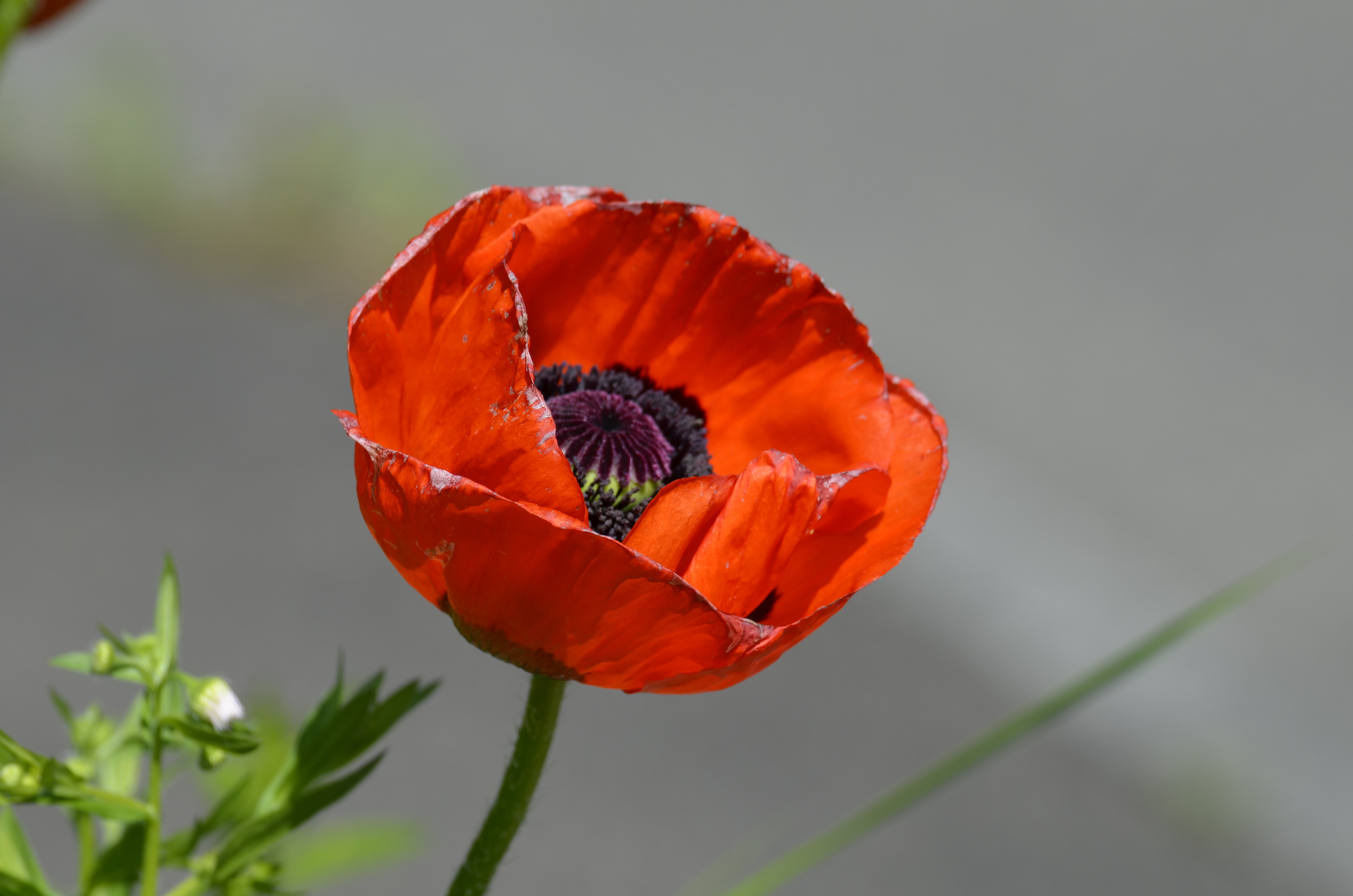 Macro picture of red Poppy free image download