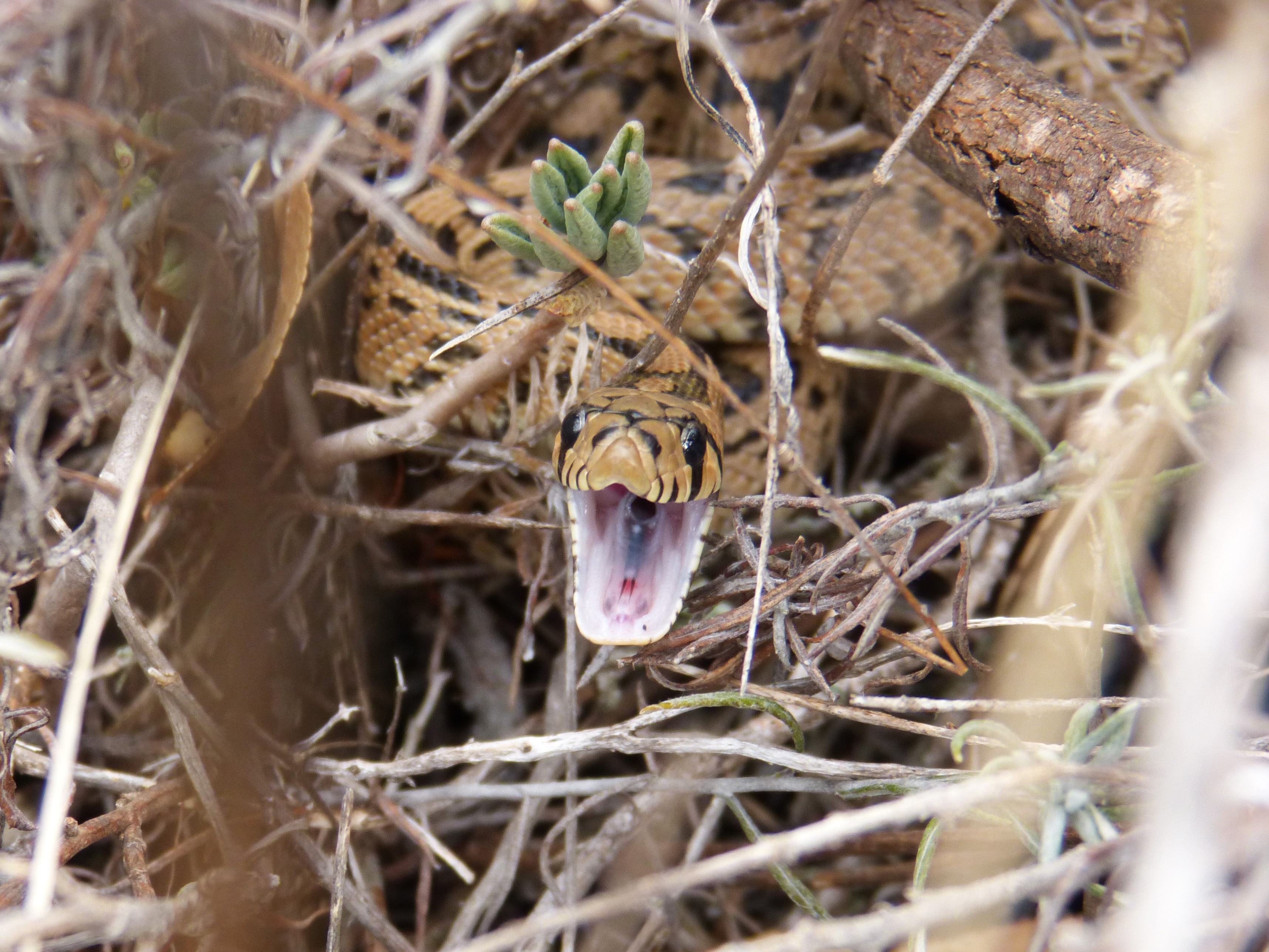 Snake Threats from branches free image download