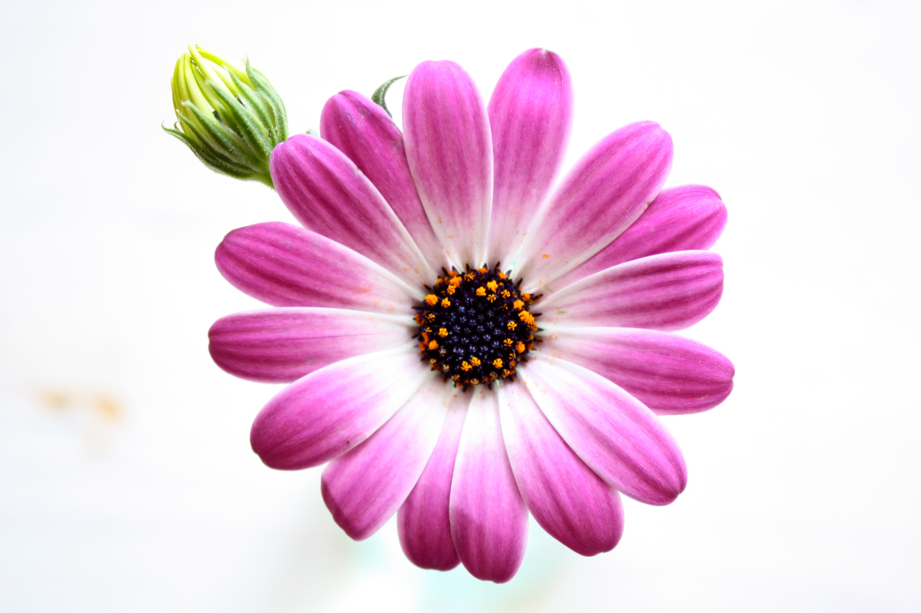 Pink marigold Flower closeup free image download