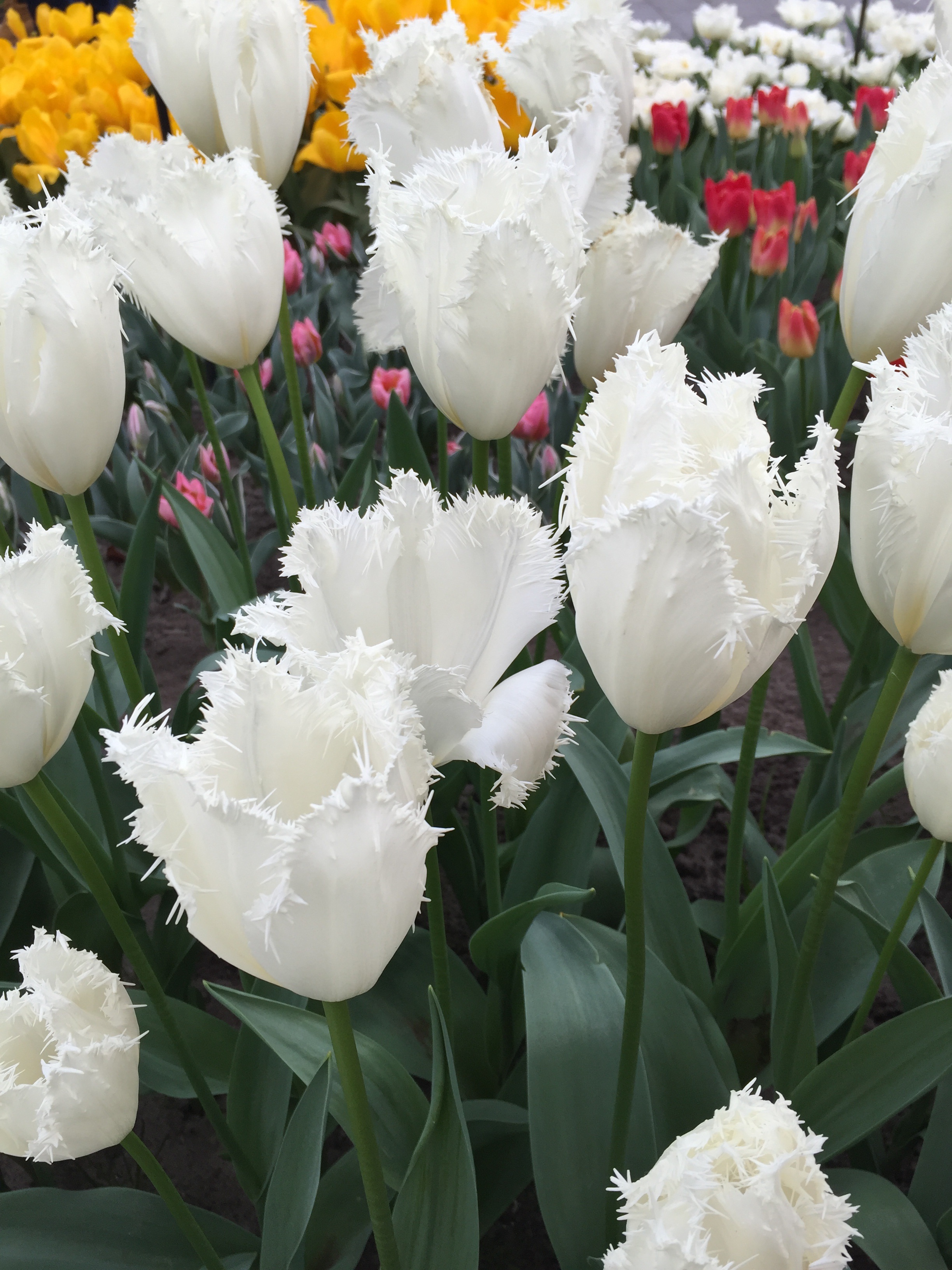Picture of the colorful Tulips free image download
