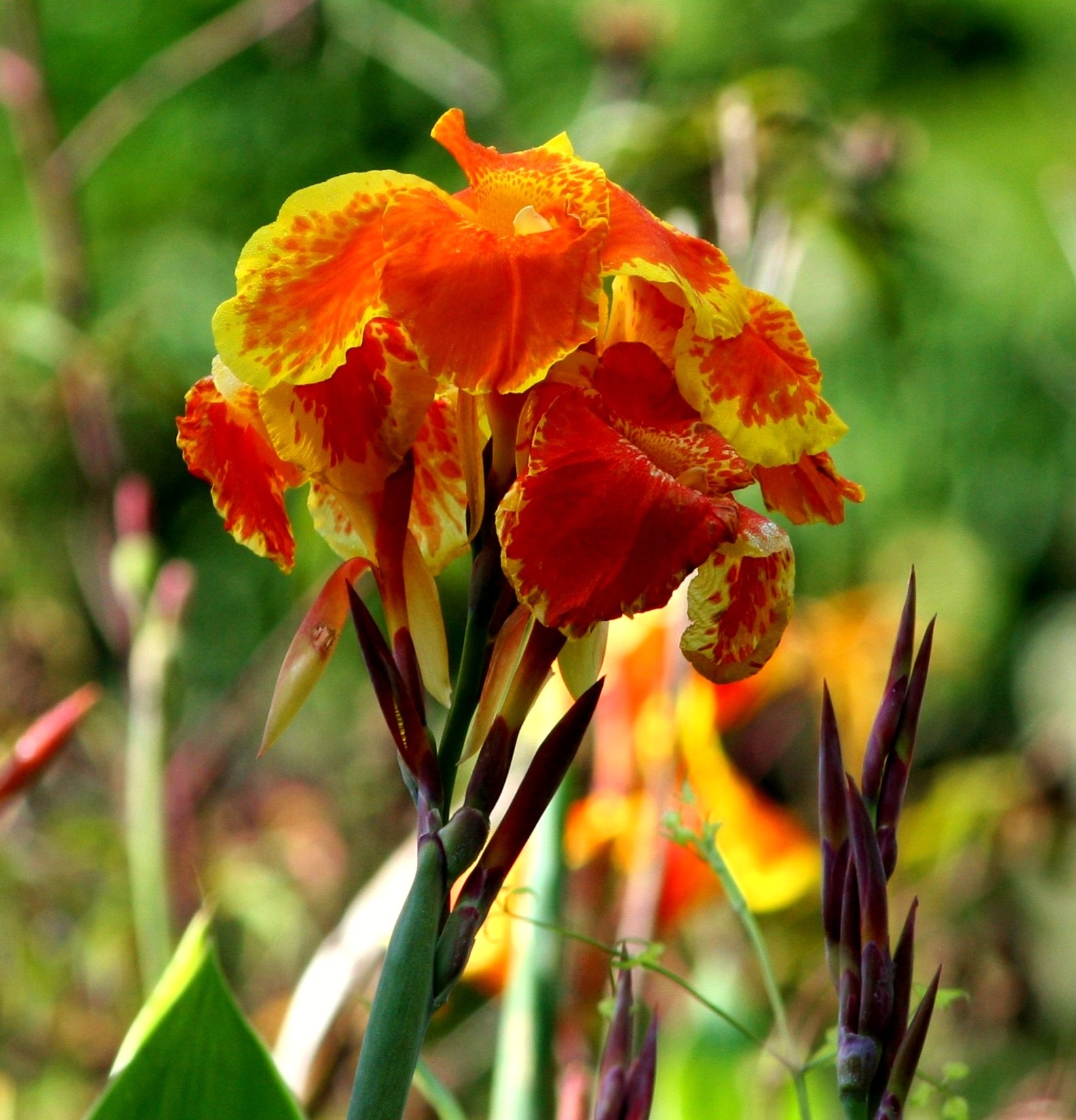 Canna Lily Flowers free image download