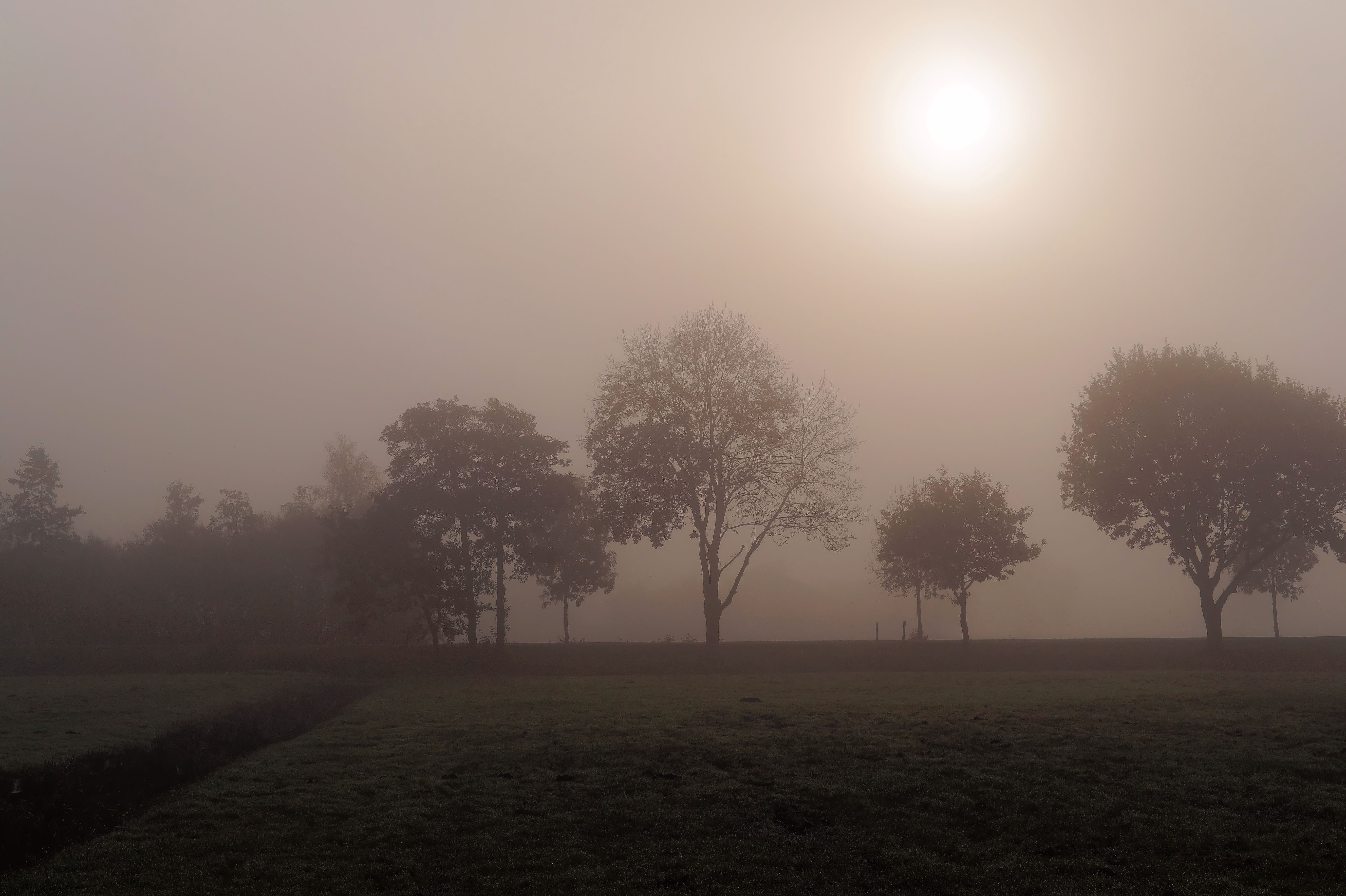Fog over trees on november sunny day free image download