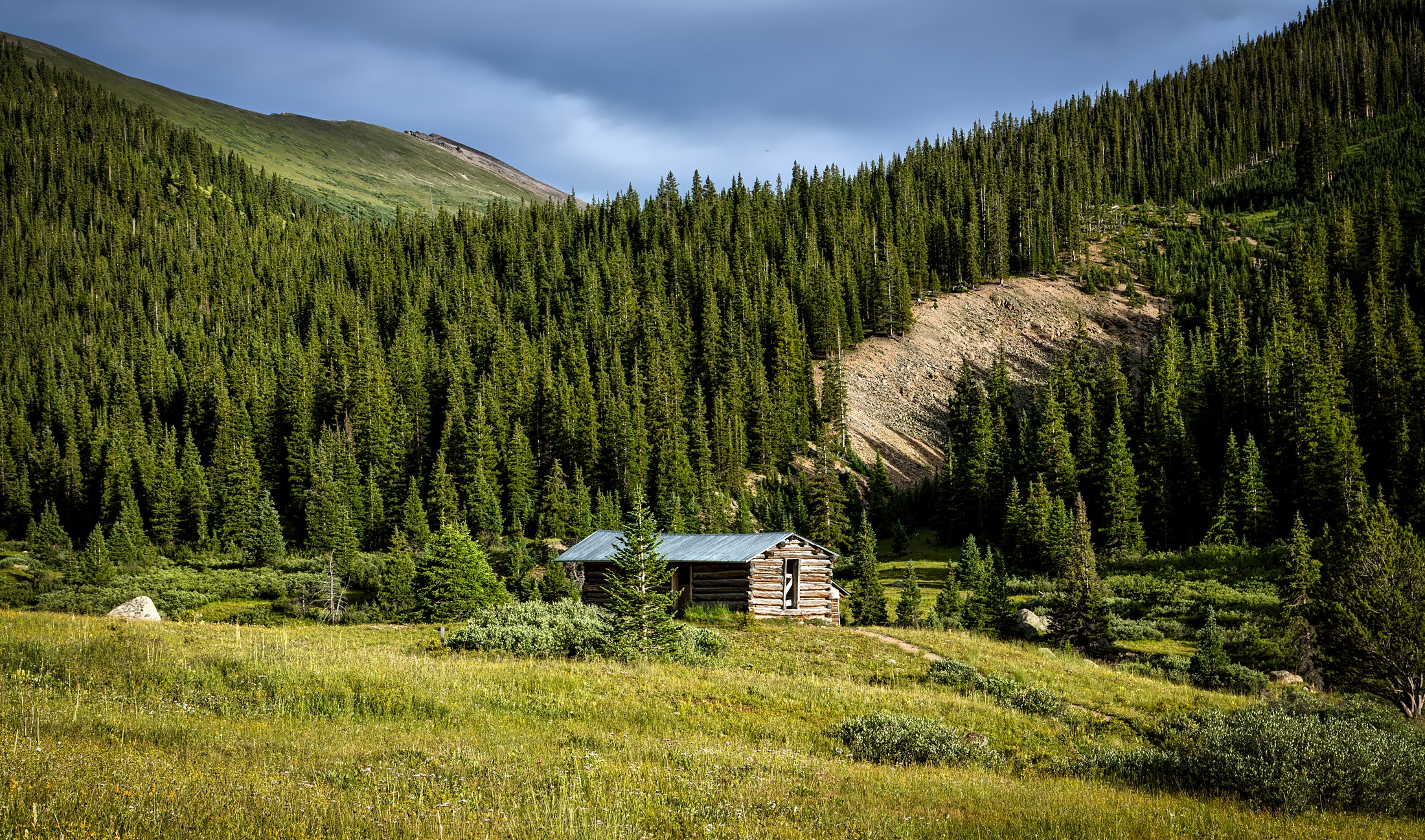 Forest Trees Landscape , Colorado free image download