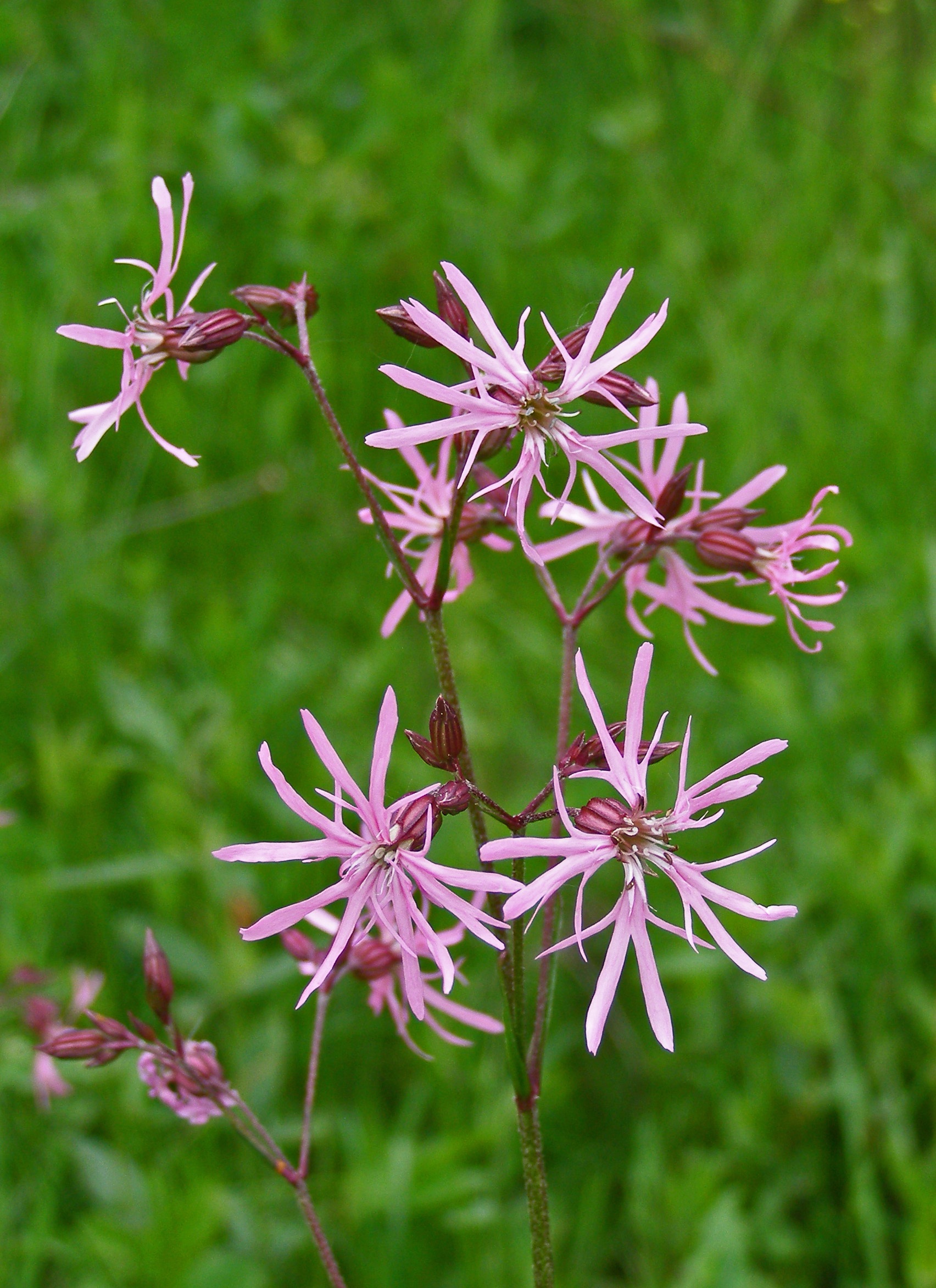 Pink Lychnis, Spring Flower on meadow free image download