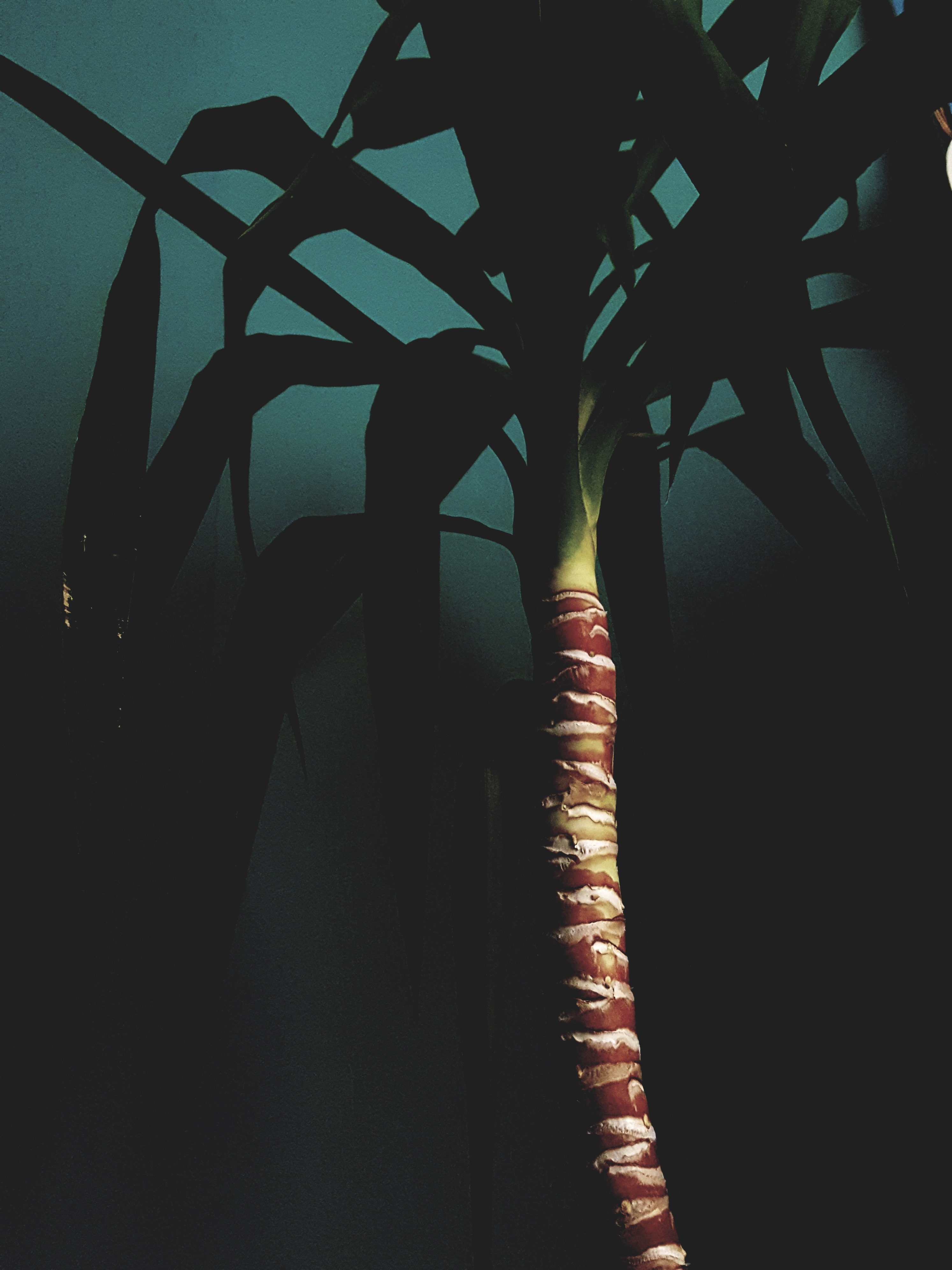 Stem of Yucca Plant close up free image download