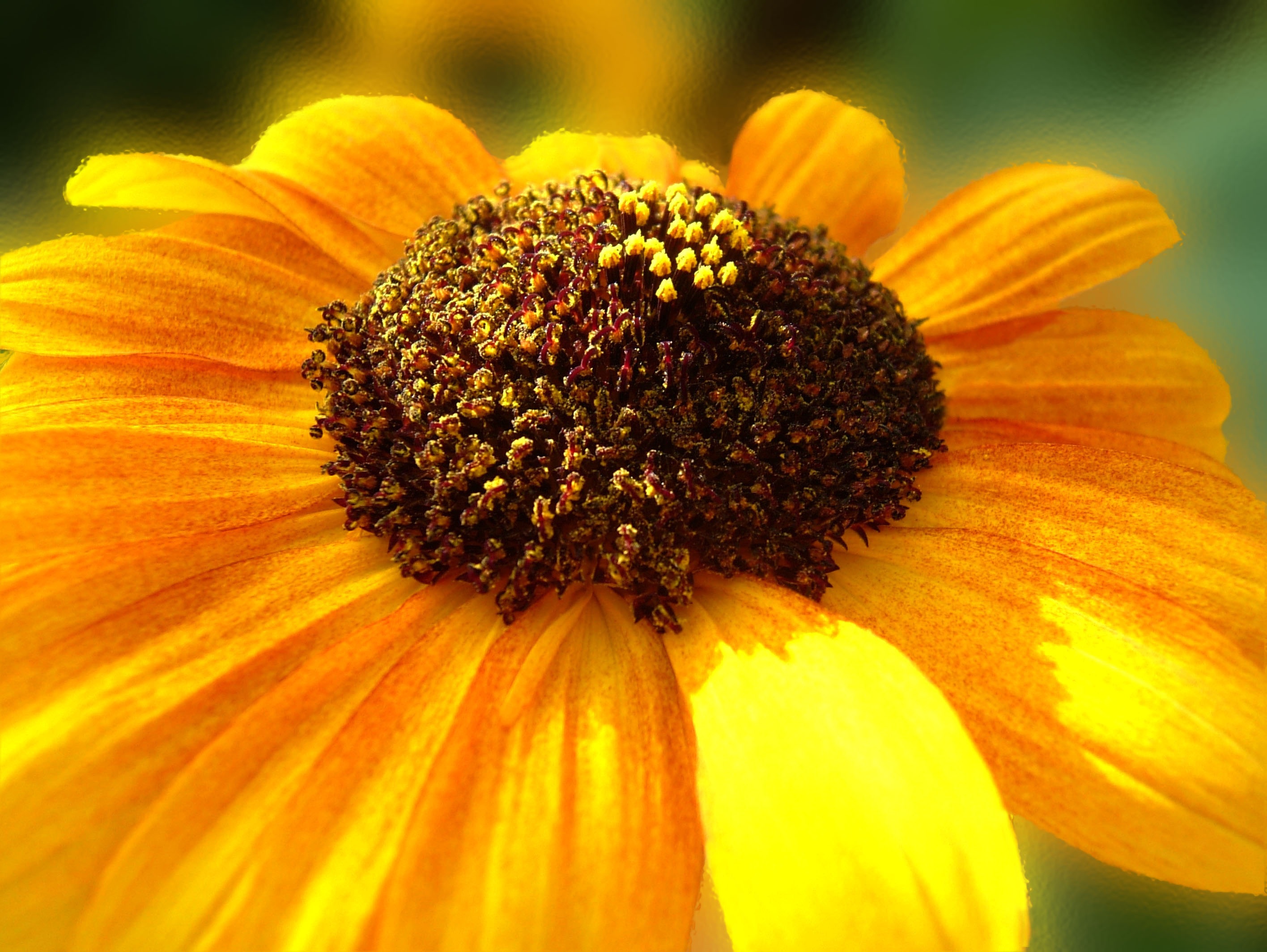 Sunny Flower Closeup free image download