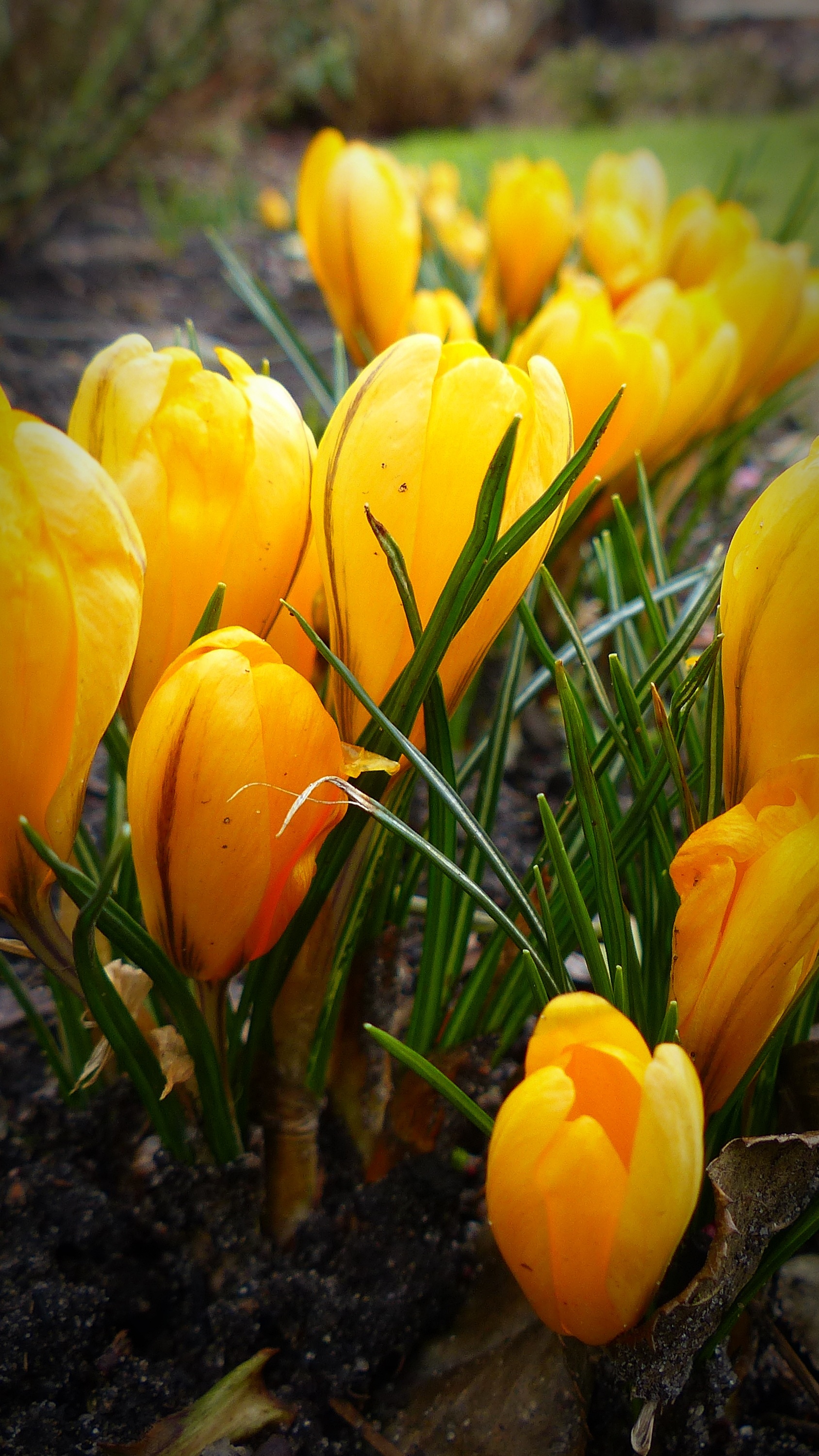 Cute crocus flowers free image download