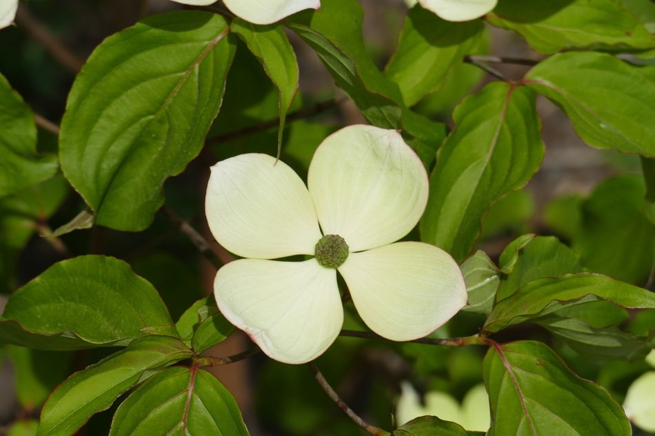 Wild Flower With Four Petals Free Image Download