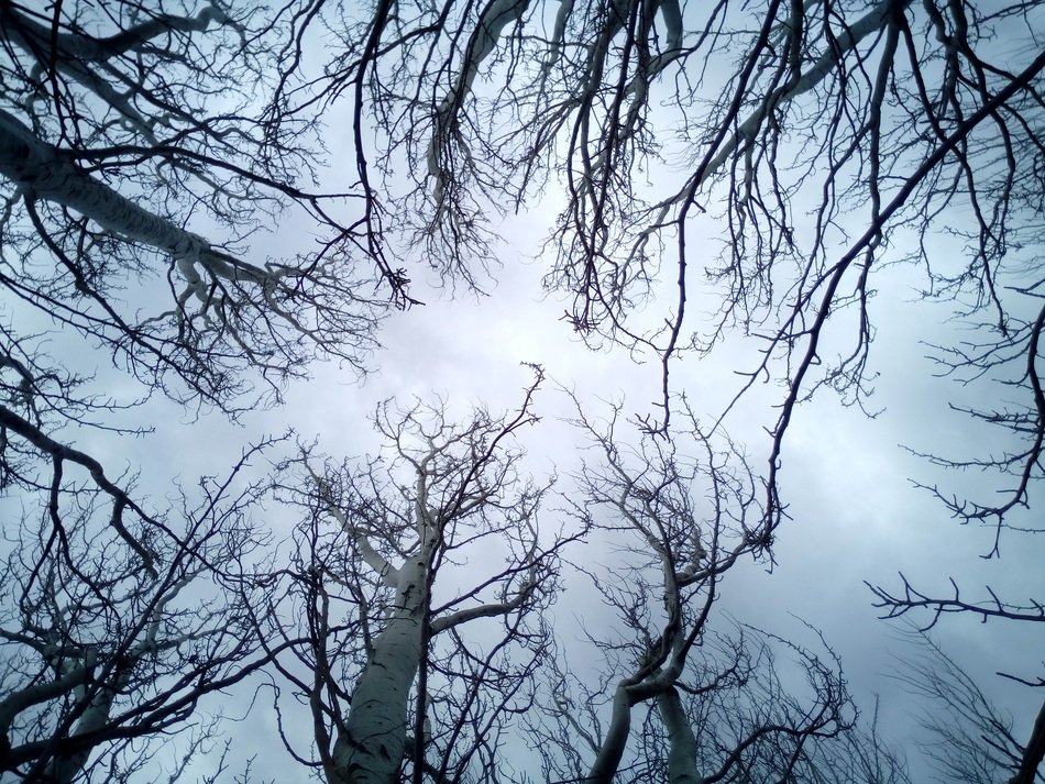 Tree branches rise into the sky free image download