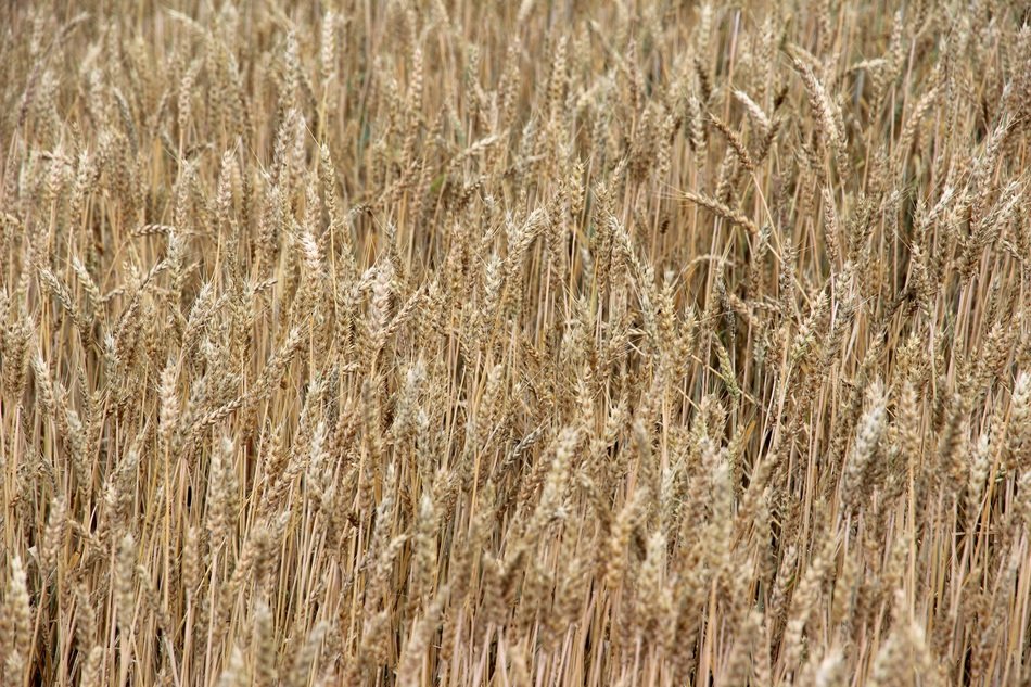 Farm barley field free image download
