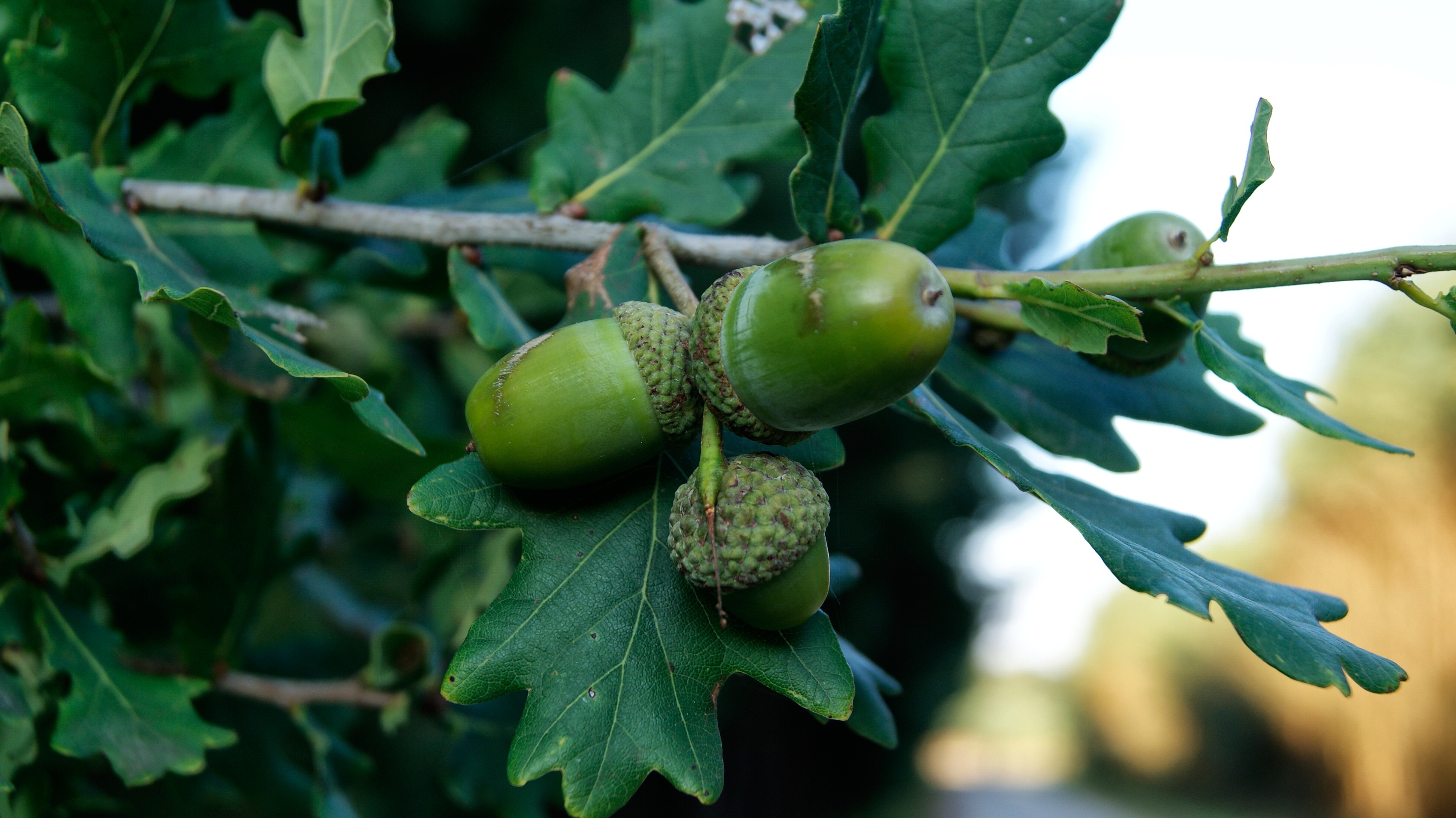 Green acorns on a branch close-up free image download