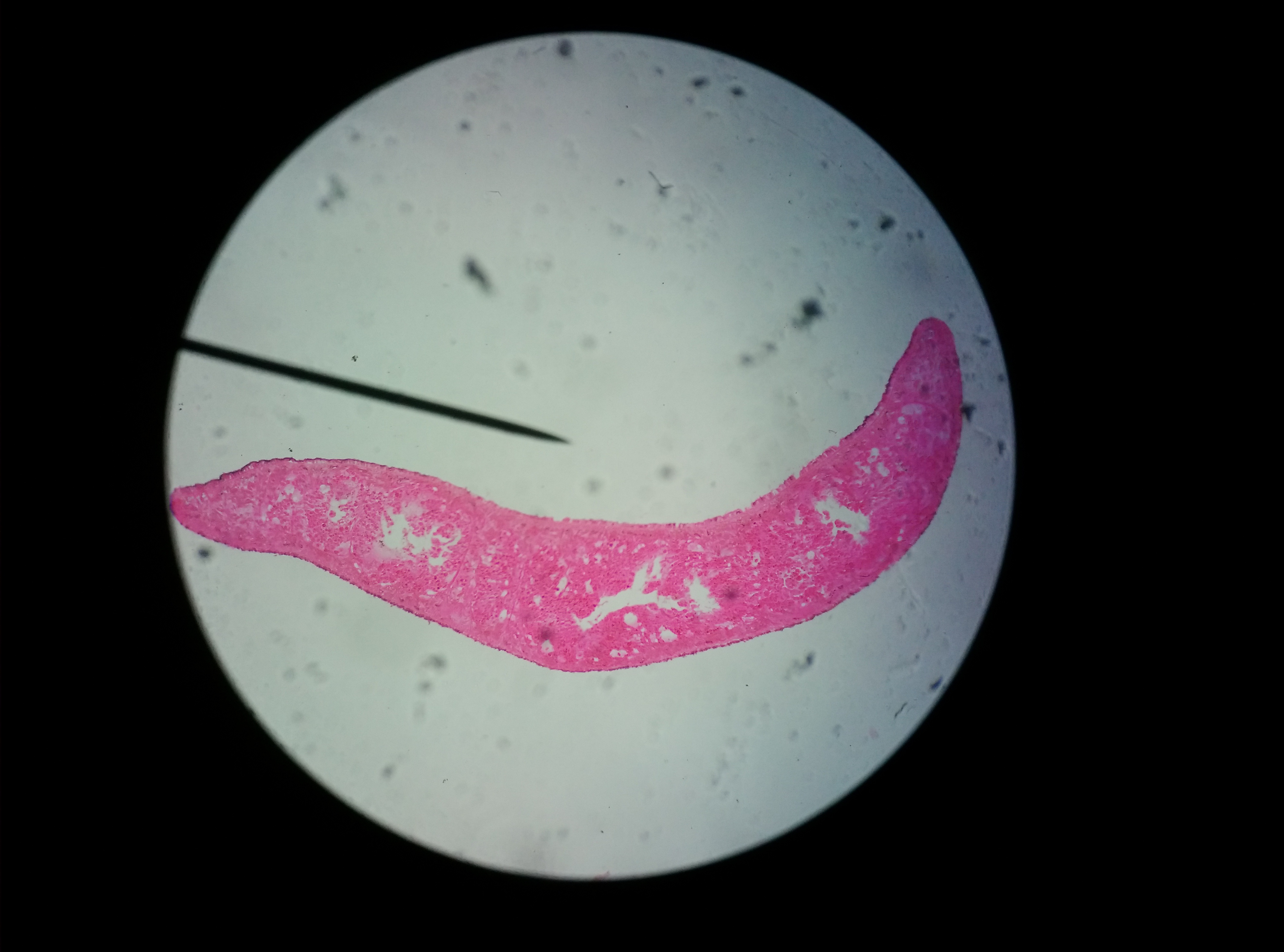 Microorganism through a microscope free image download