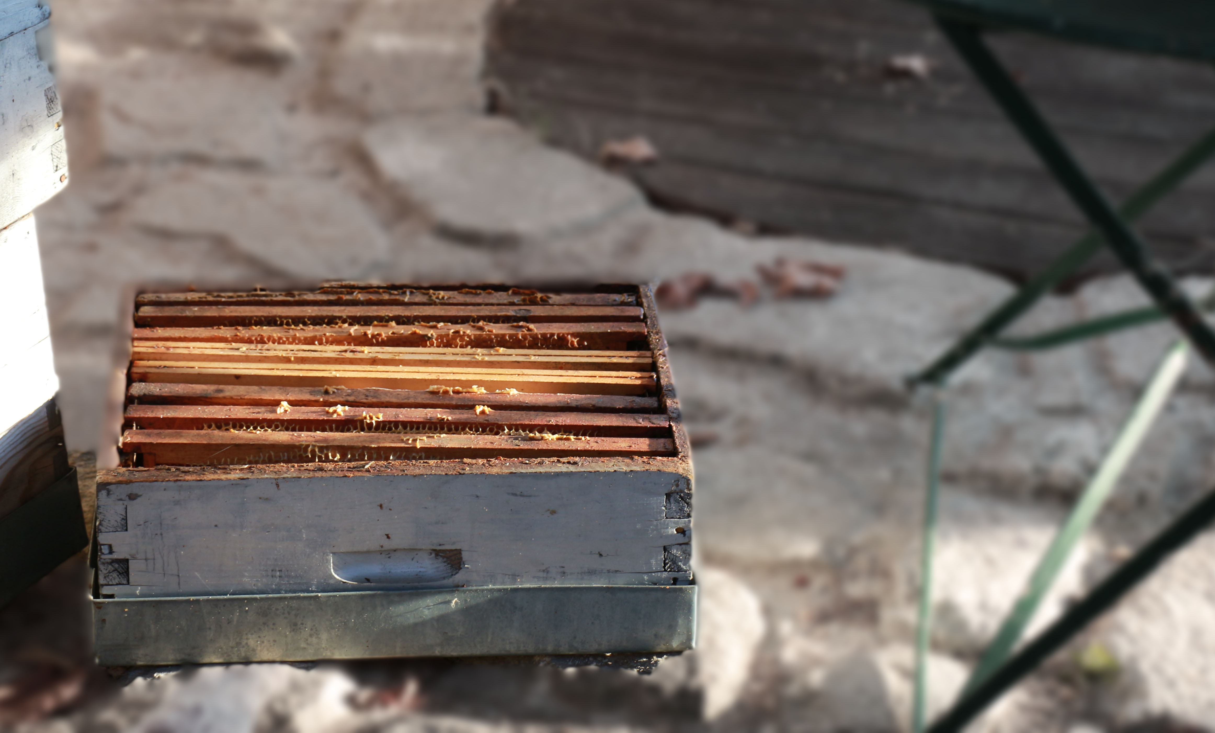 Honeycomb of a bee-hive in a metal box free image download