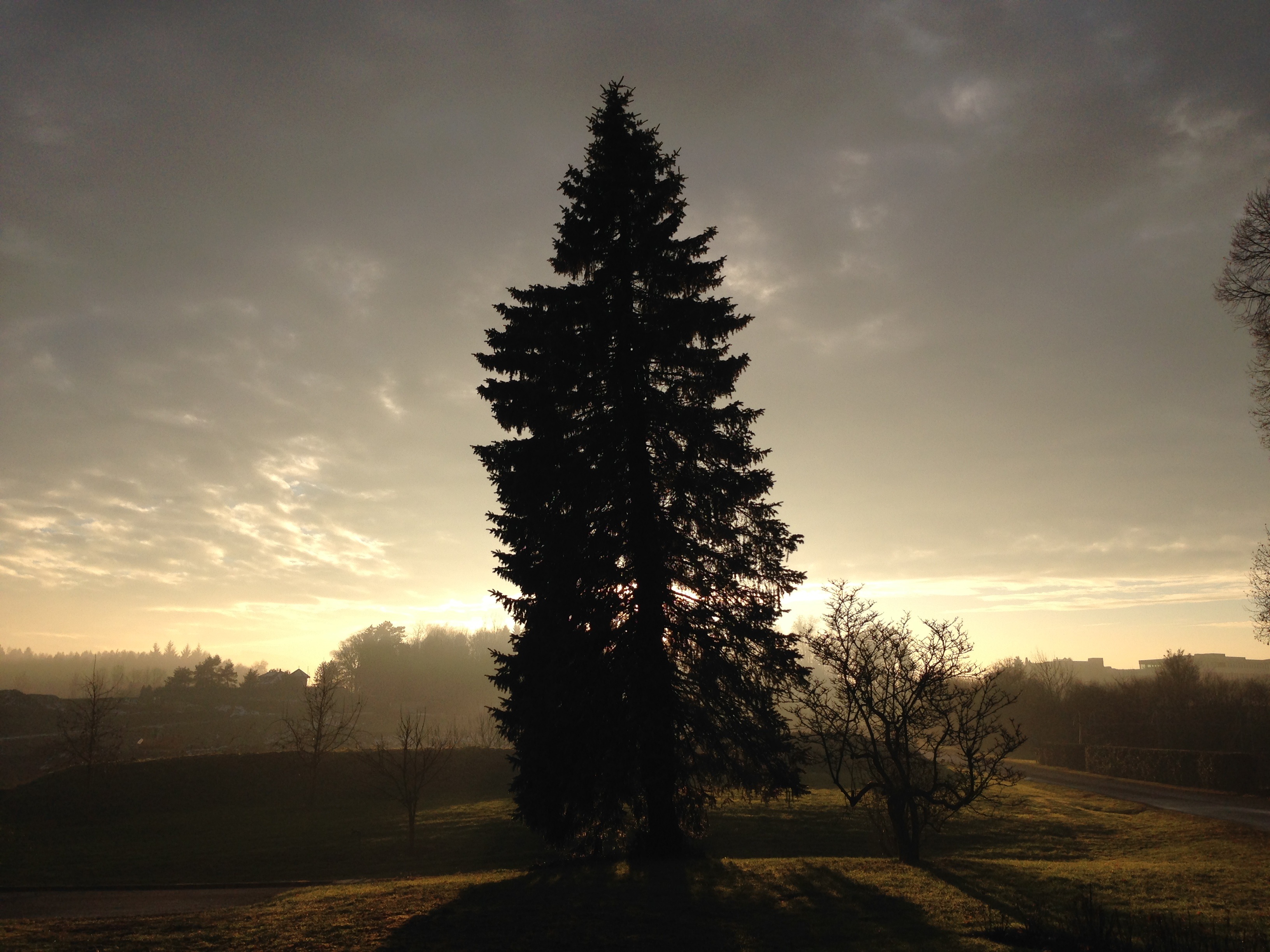 Tall tree at dusk at sunset free image download