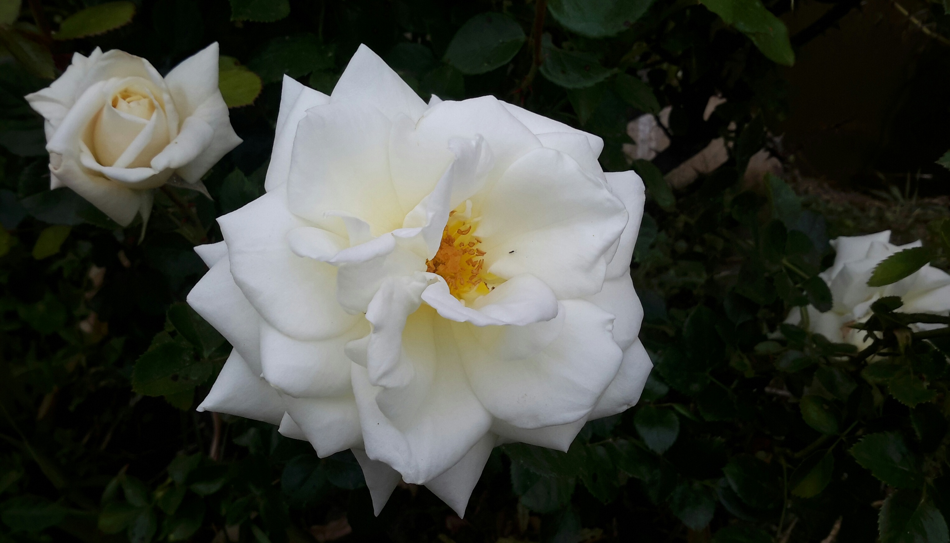 White and yellow gradient rose in the garden on a flower bed free image ...