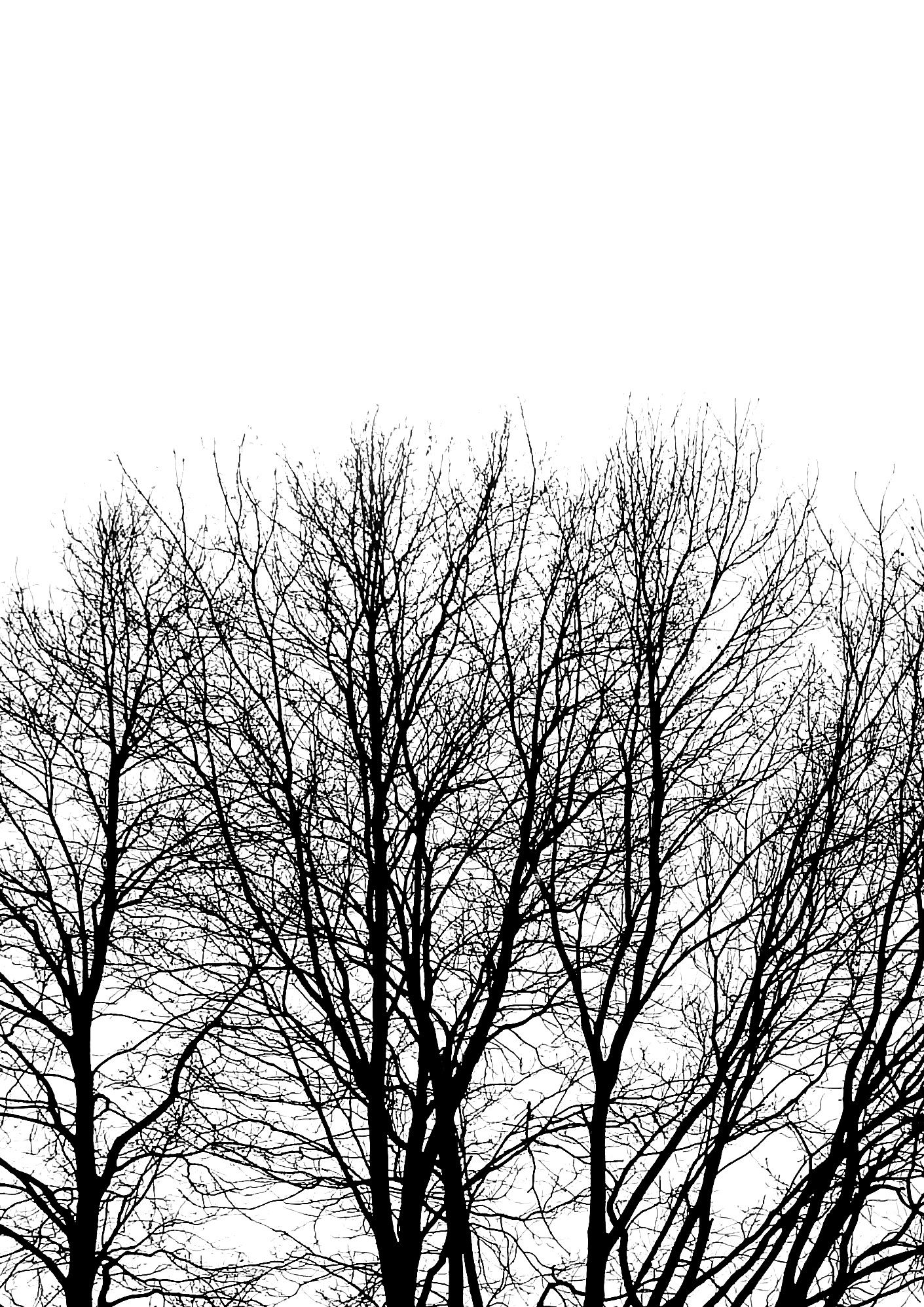 Dark silhouettes of treetops free image download