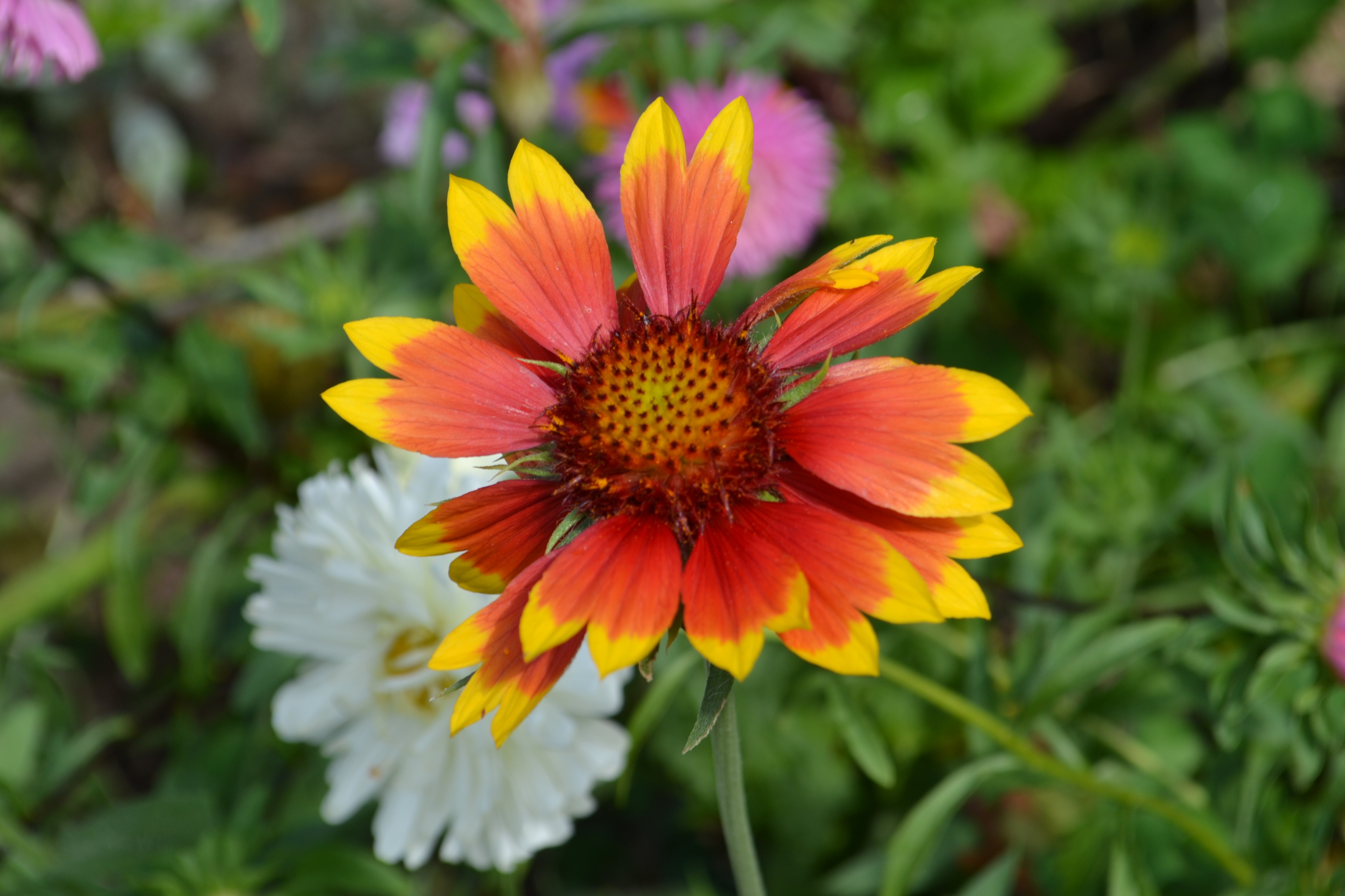 Yellow red garden blossom free image download