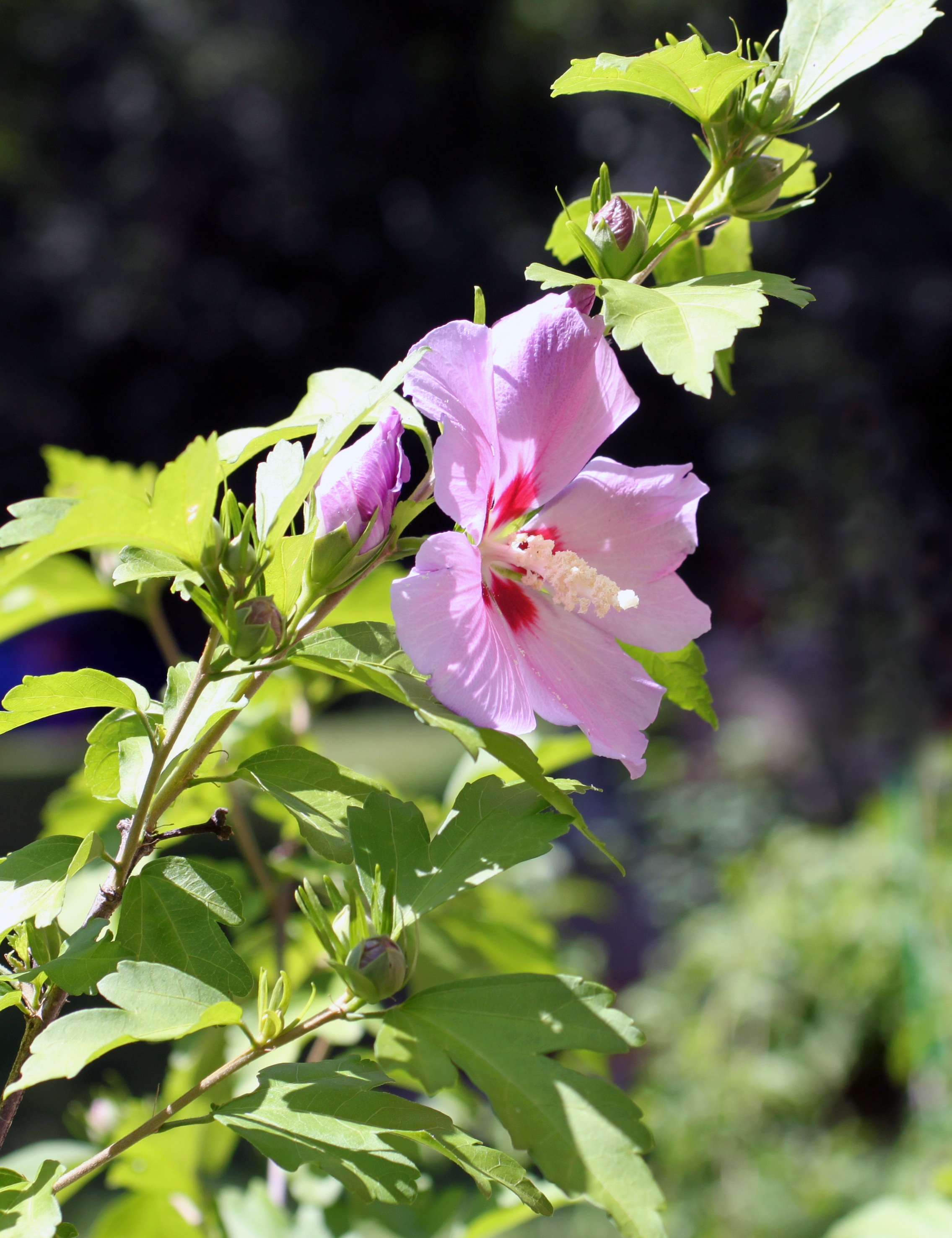 Rose of sharon free image download