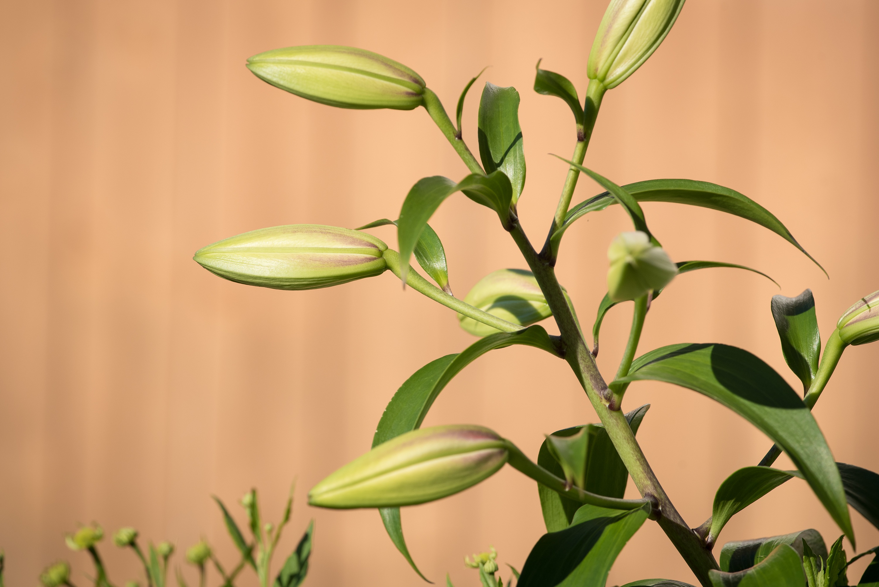 Lily buds free image download
