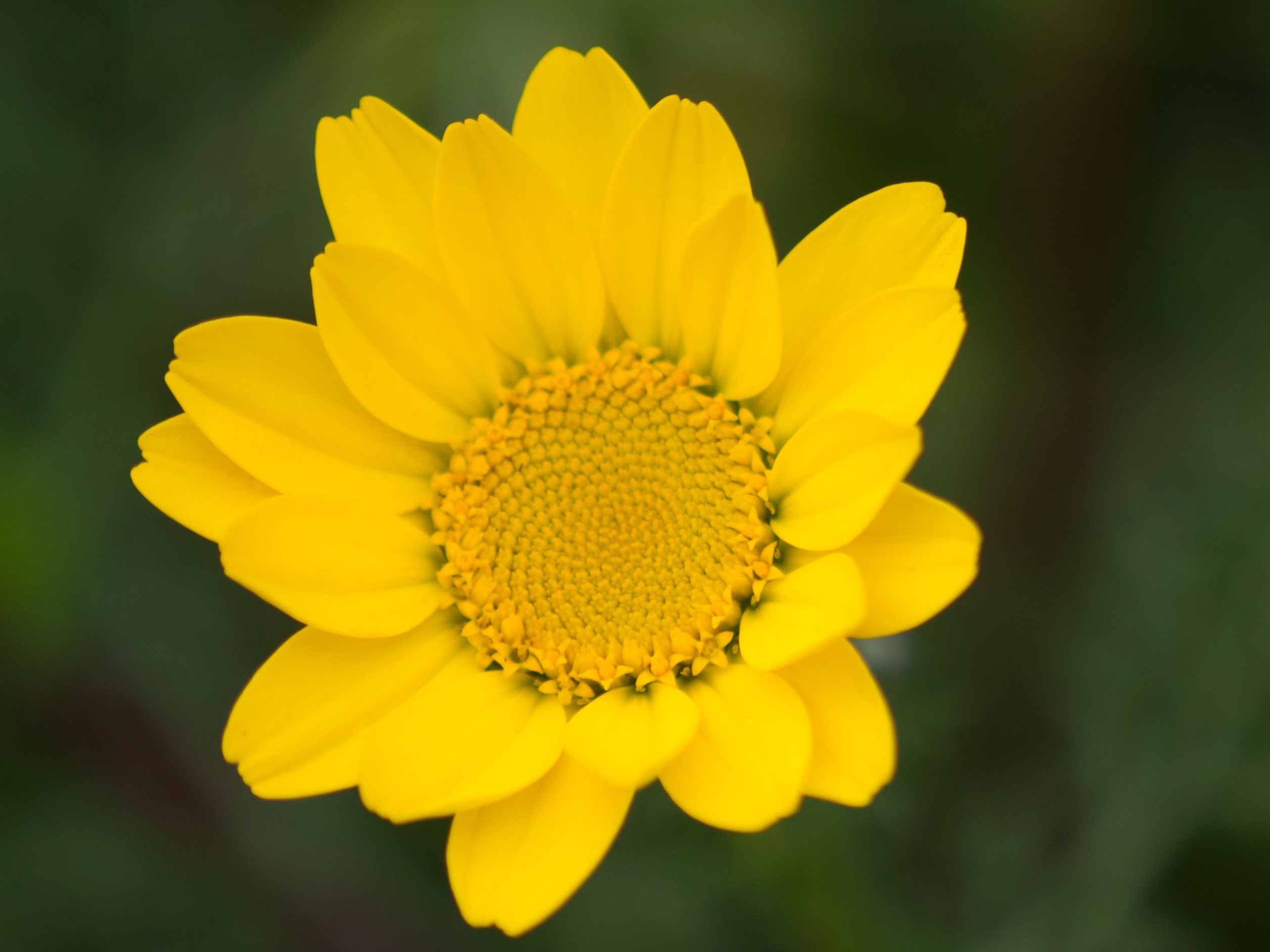 Macro shot of a yellow pistils flower free image download