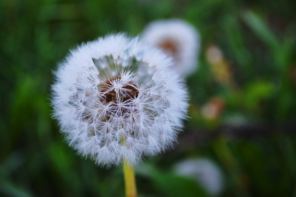 Full dandelion seed free image download