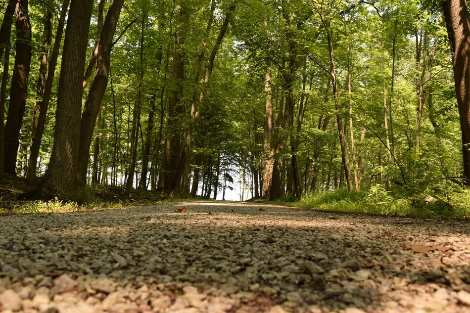 Beautiful forest in Ohio free image download