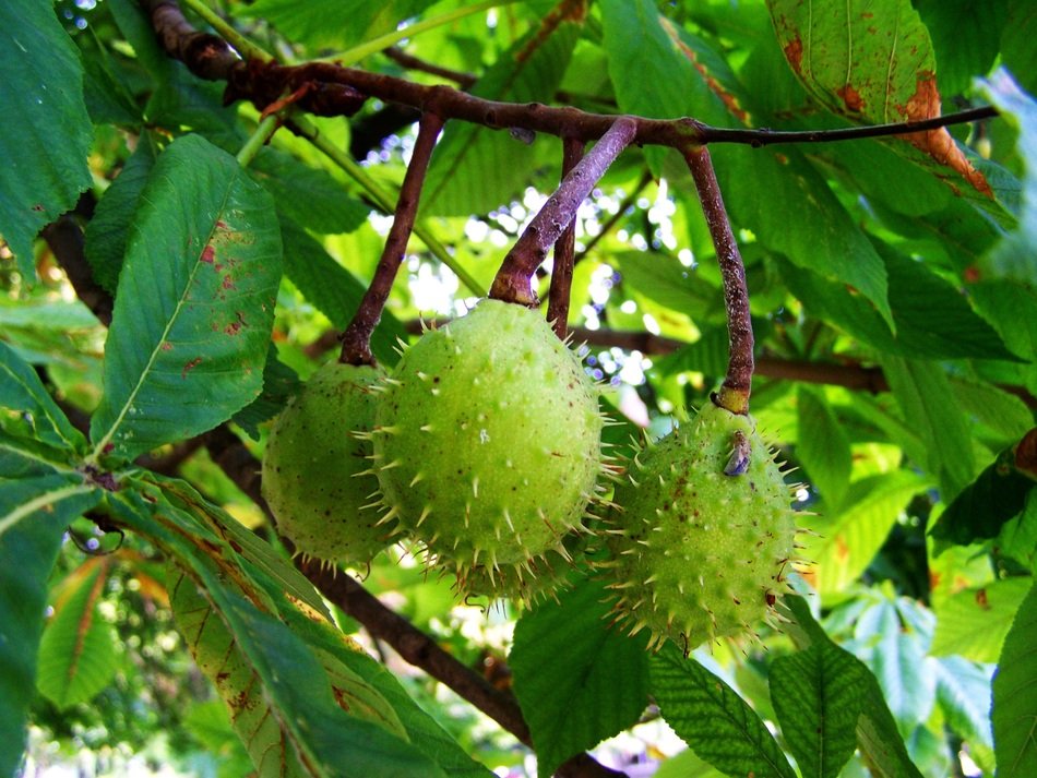 Horse chestnut crop free image download