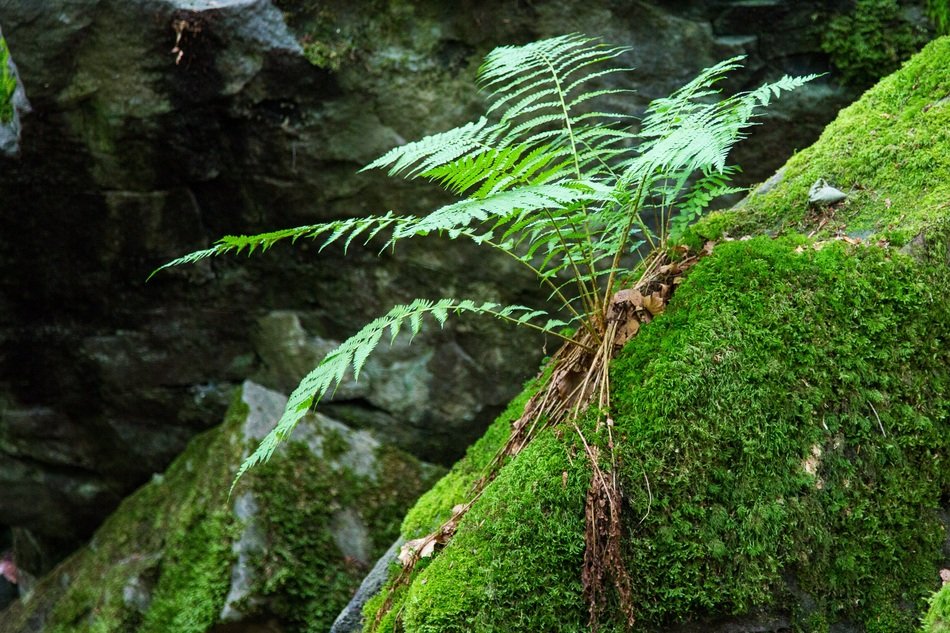 Young fern on a green stone free image download