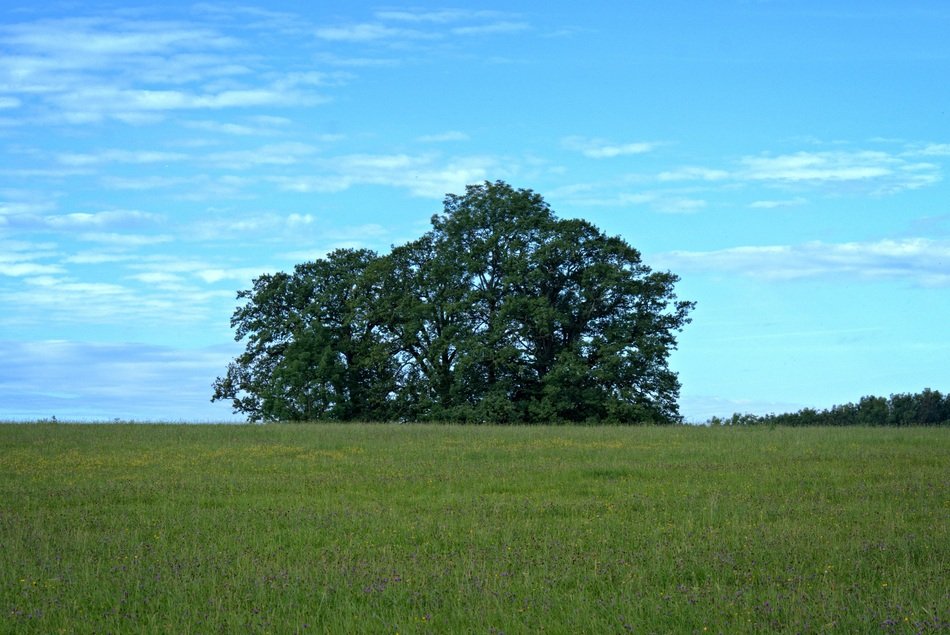 Landscape with the grove of trees on the meadow free image download
