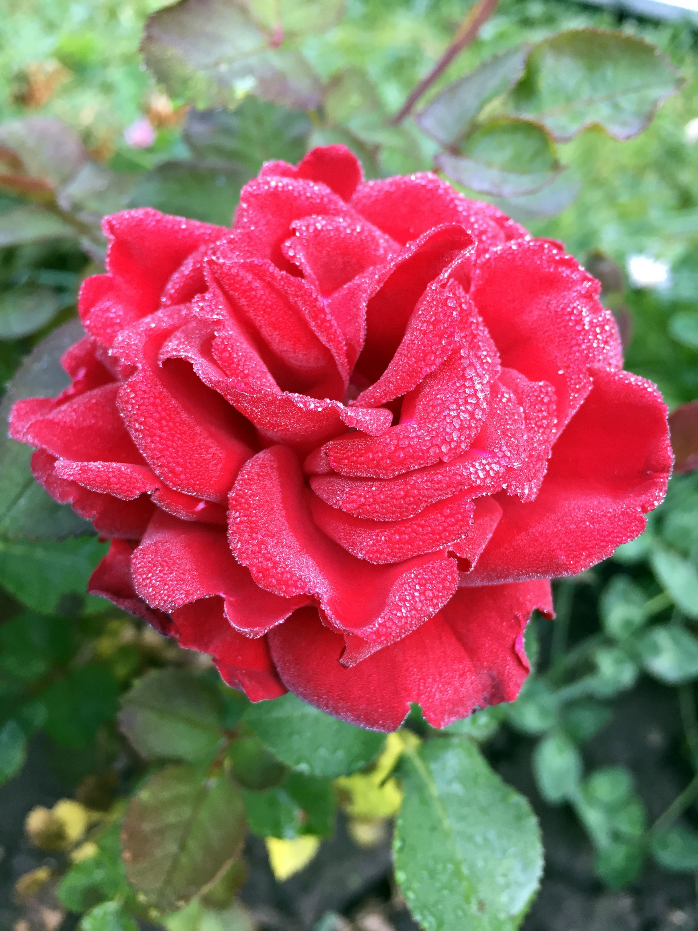 Red velvet rose in the garden free image download