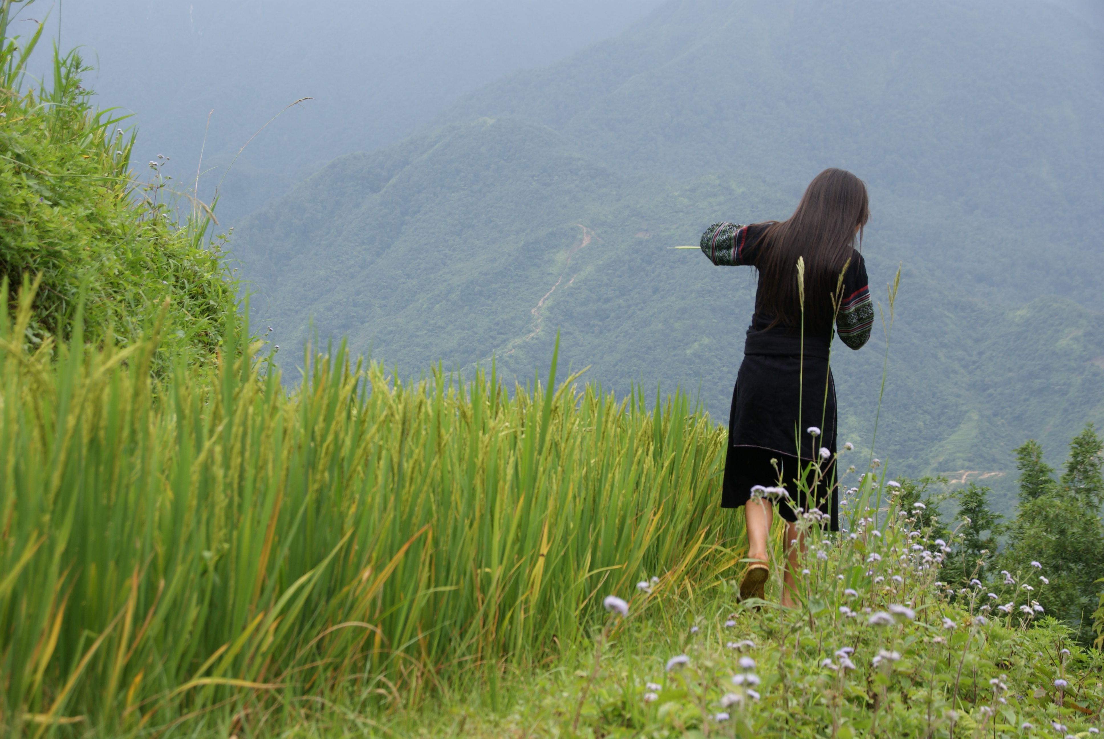 Woman with glanders in a rice field free image download