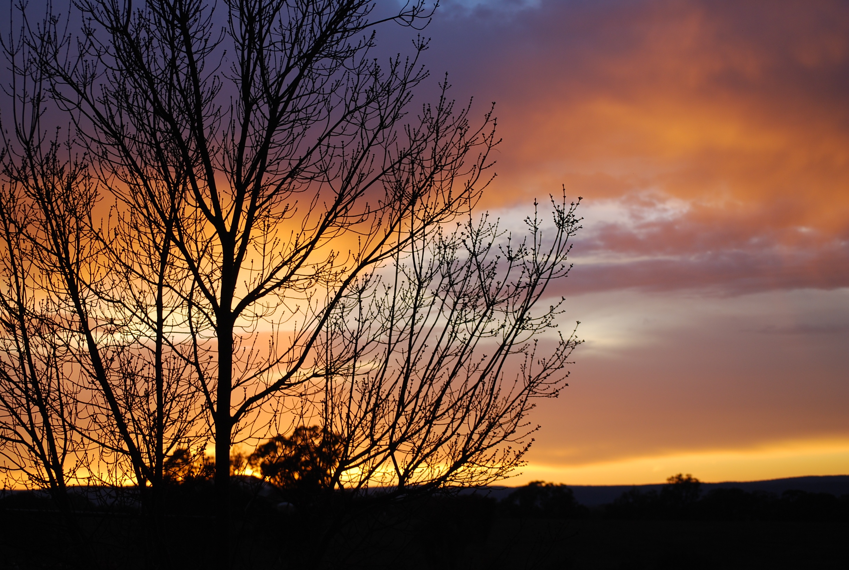 Trees without leaves on sunset background free image download