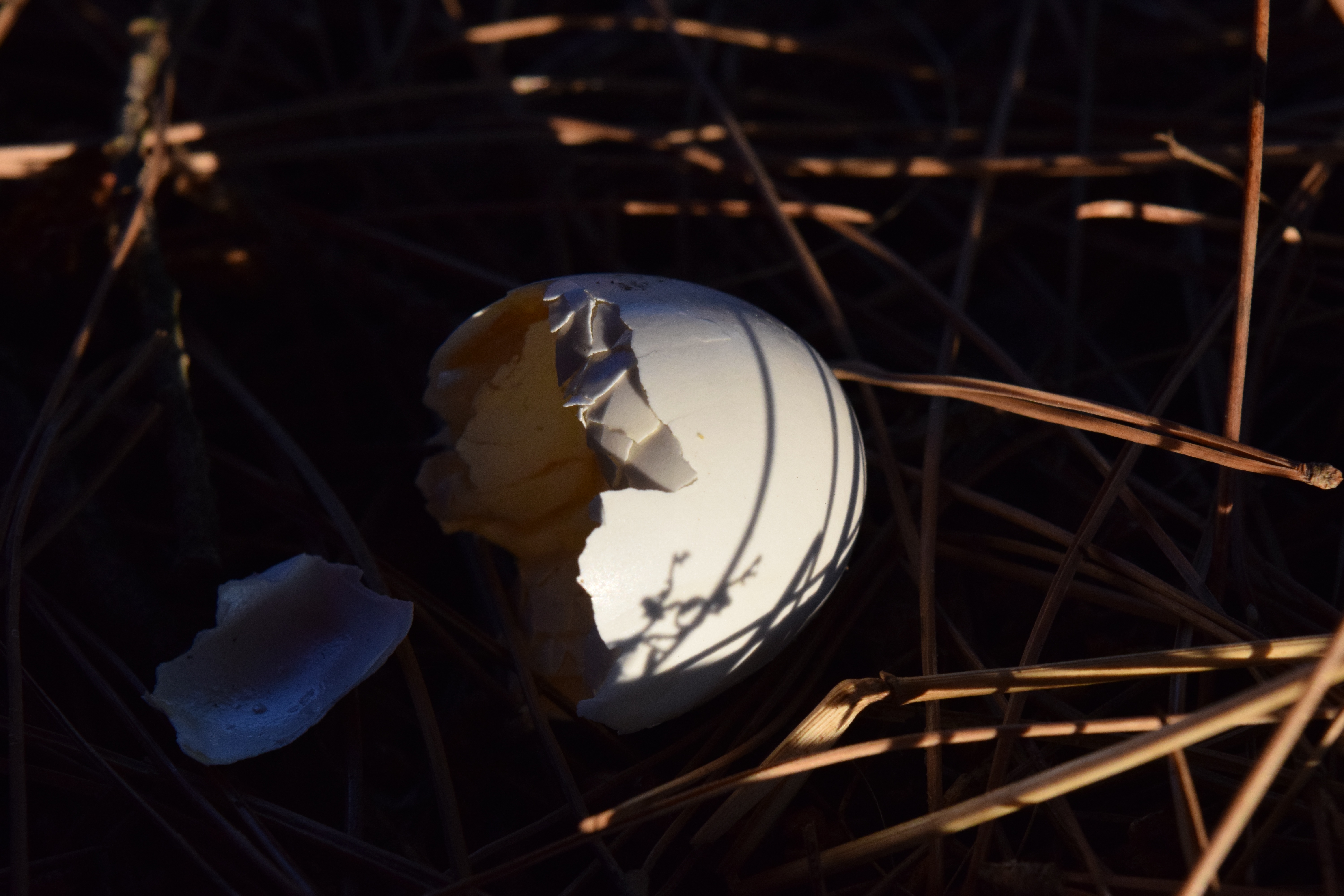 Eggshell among the branches in the dark free image download