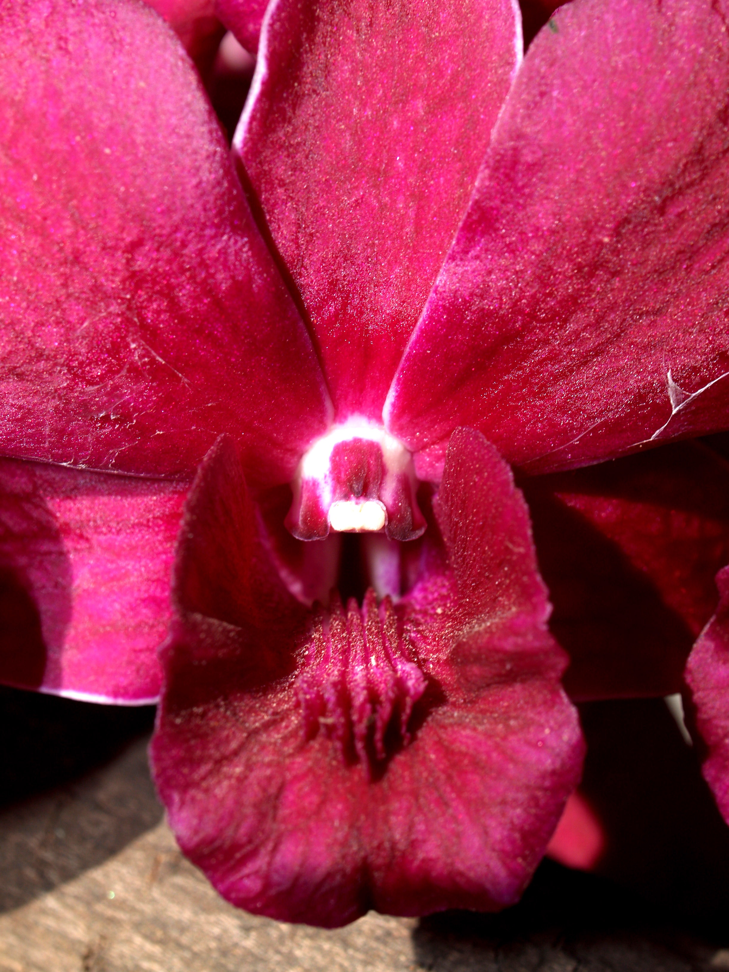 Bright orchid close-up free image download