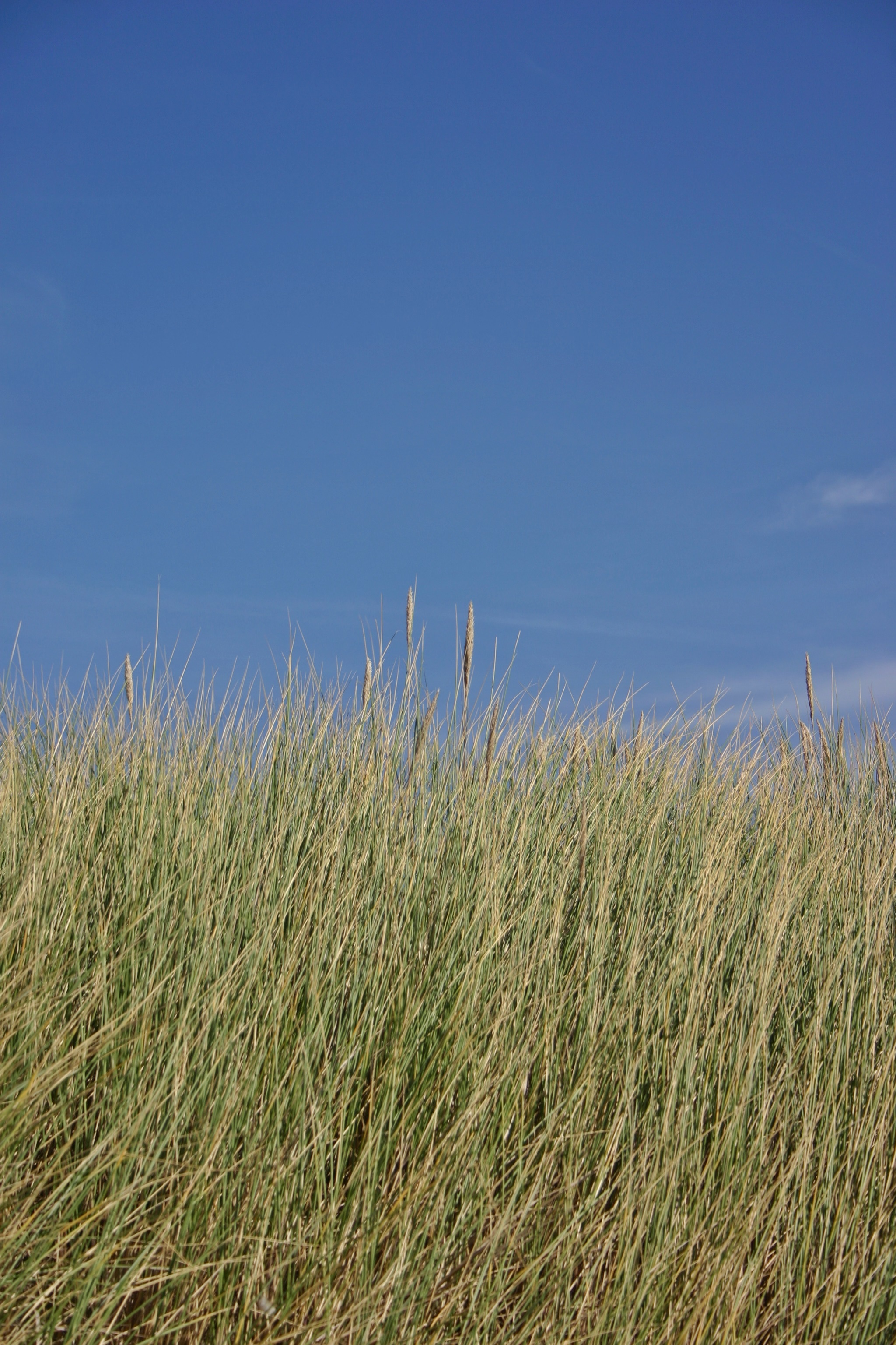 Tall grass on the dunes close up free image download
