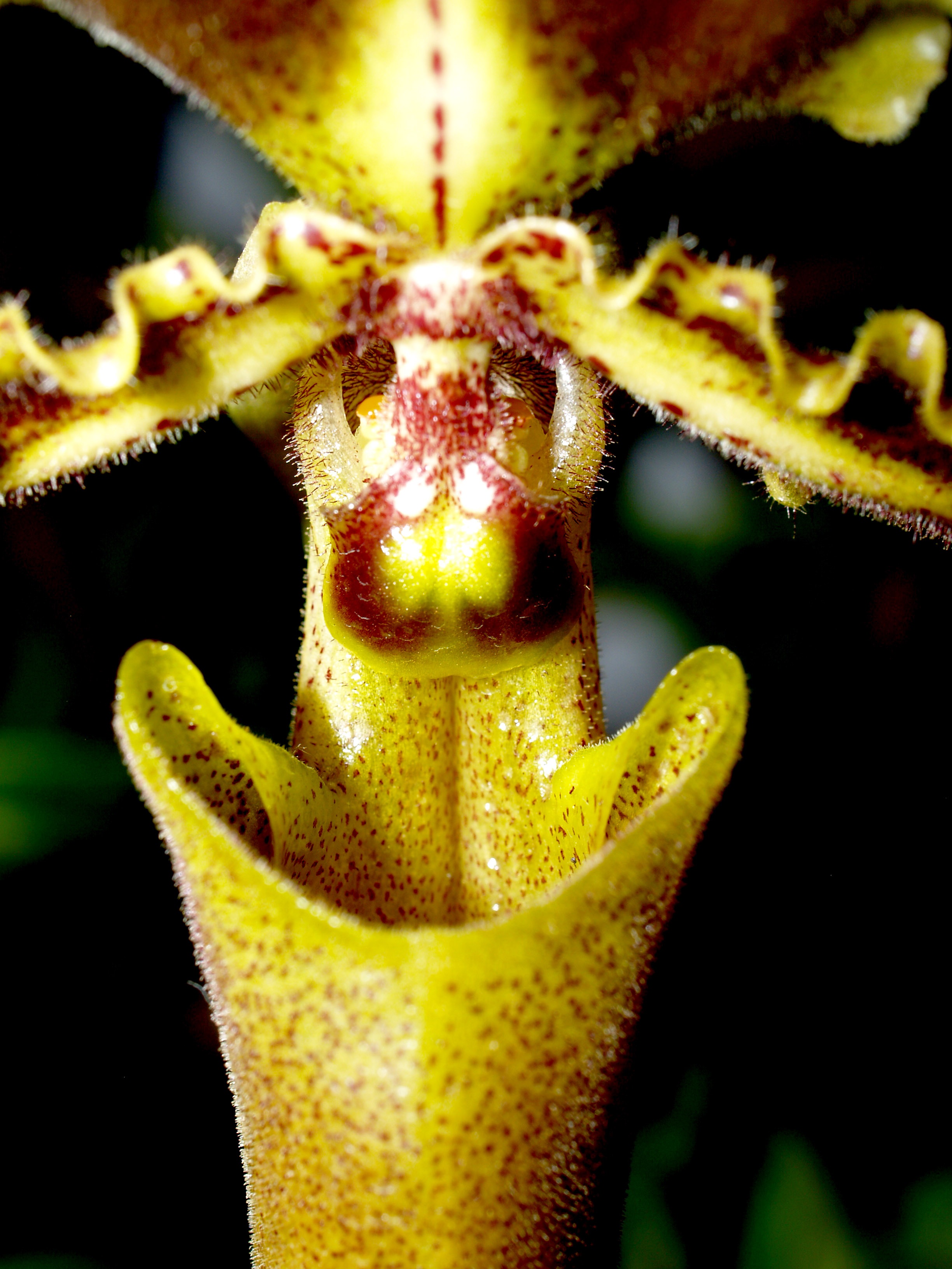 Bright orchid close up free image download