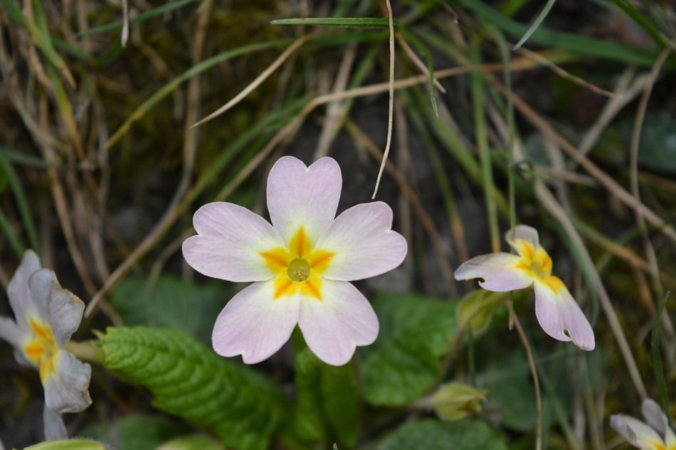 Picture of the Pointed Flowers in a meadow free image download