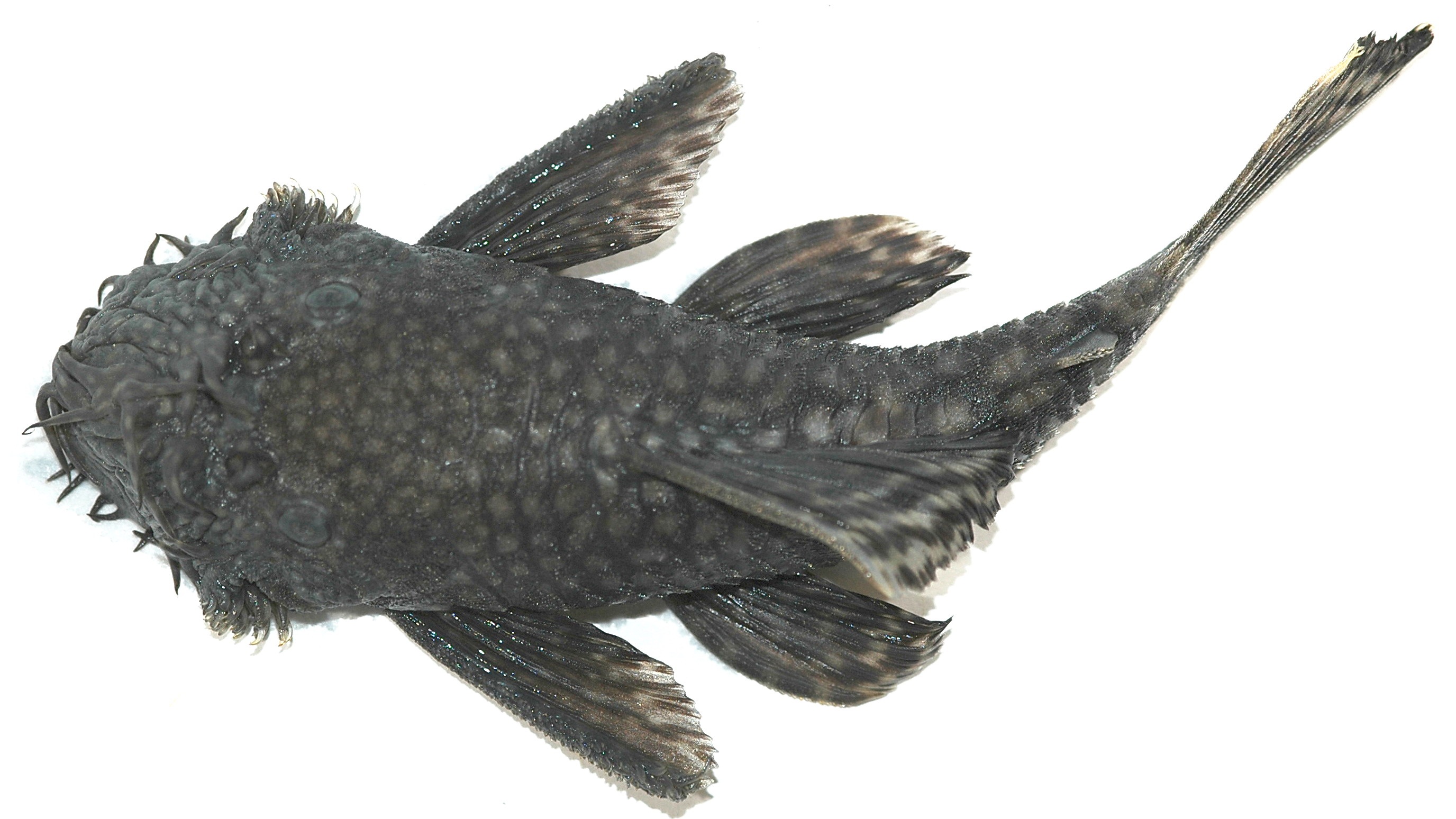 Black Catfish, top view free image download