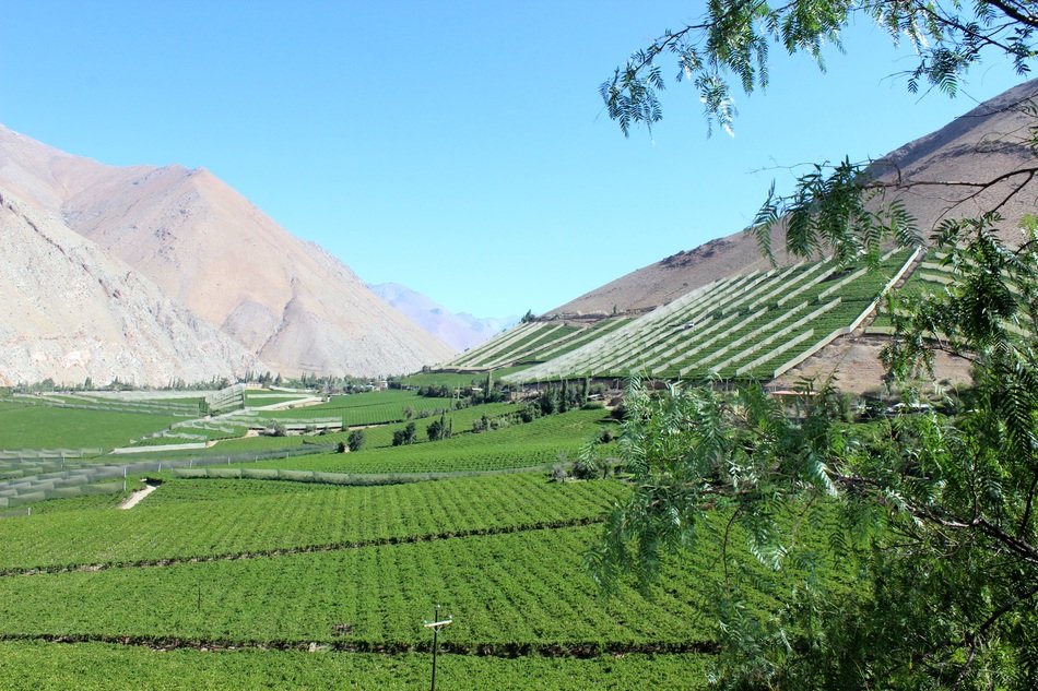Green fields in chile free image download