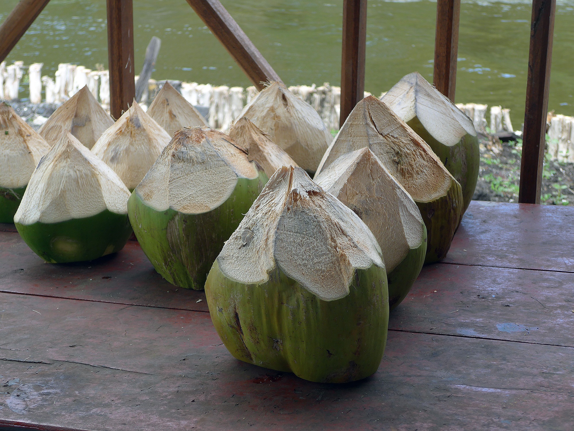 Mesmerizing Coconut, cuba, caribbean free image download