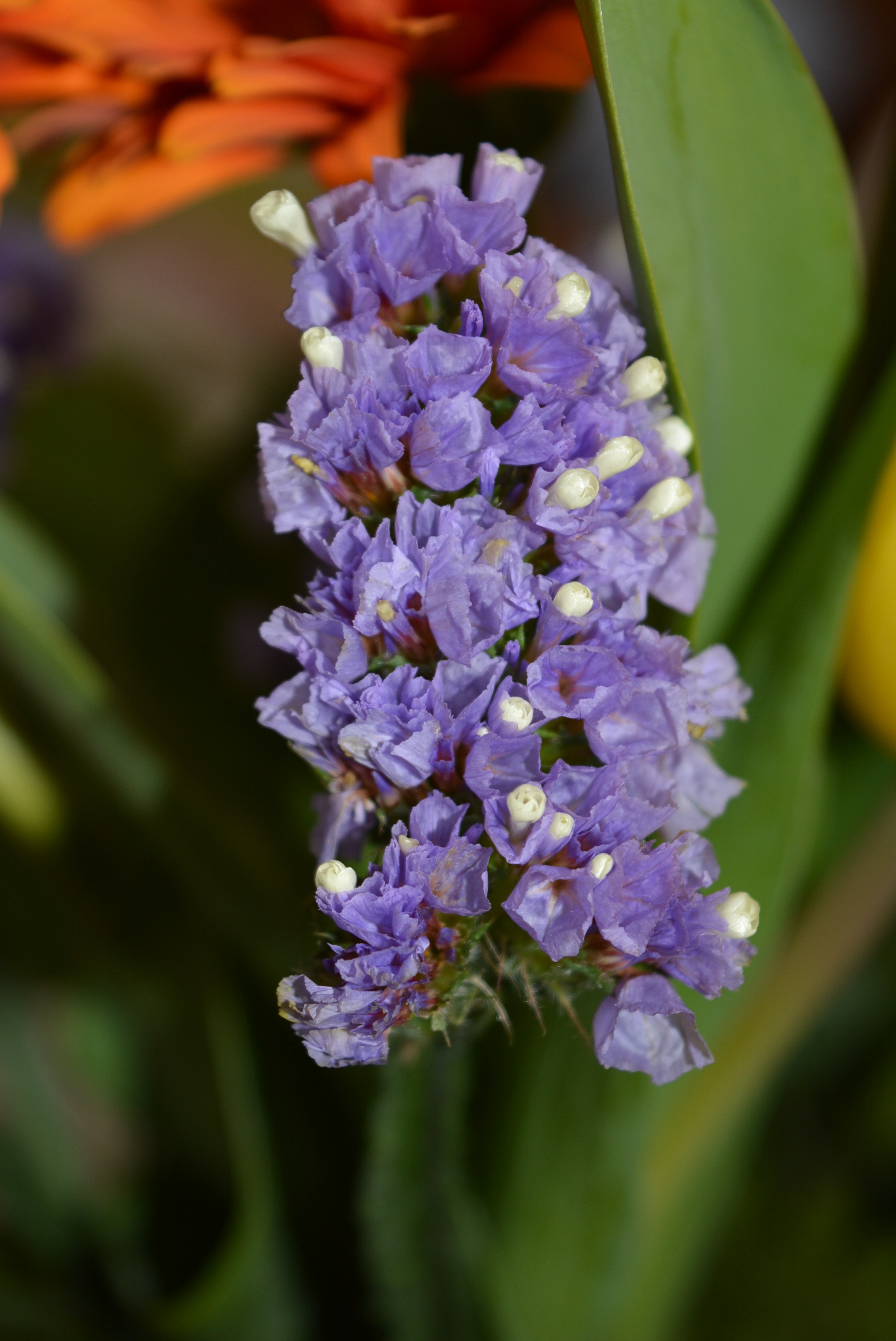 Beach Lilac free image download