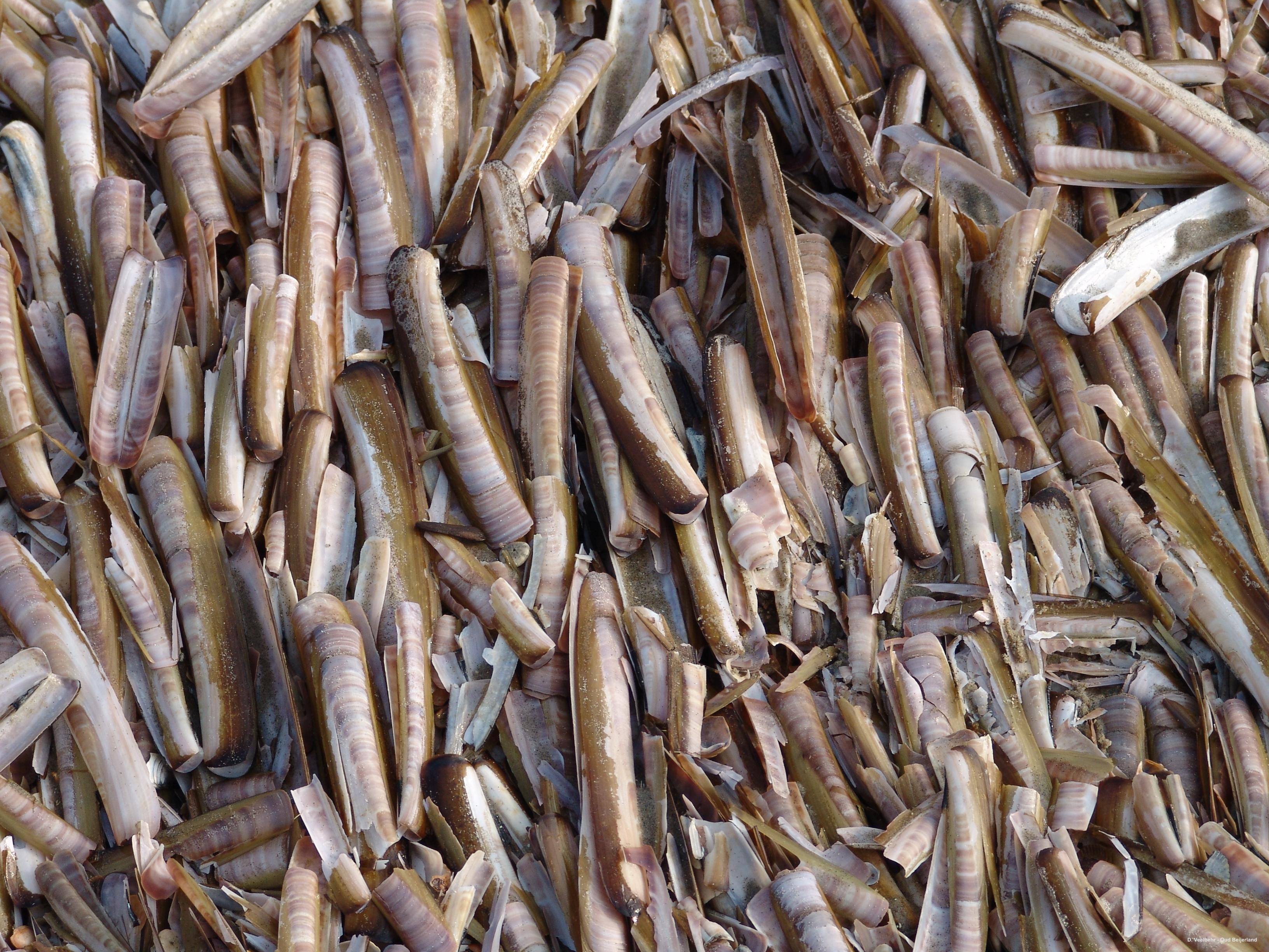 Fish bait on the beach free image download