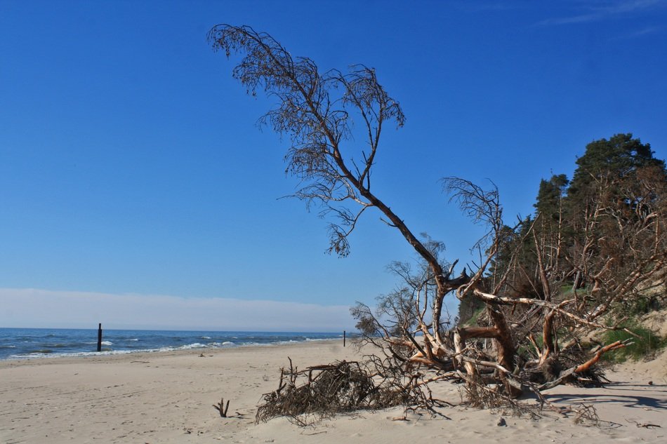 Crashed dry trees on Seaside free image download