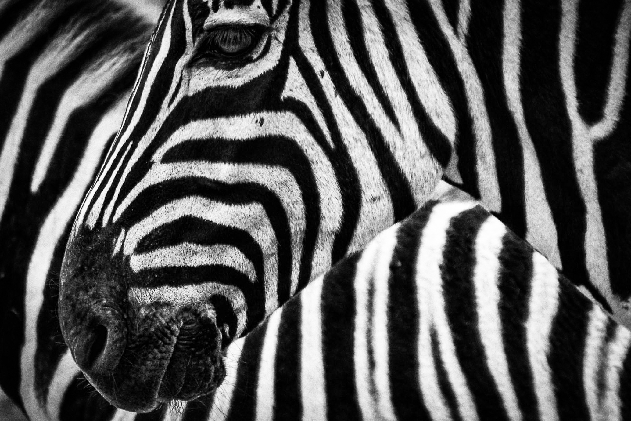 Texture zebra stripes free image download
