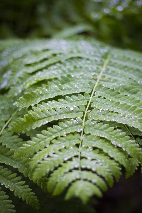 Fern brake green forest leaf free image download