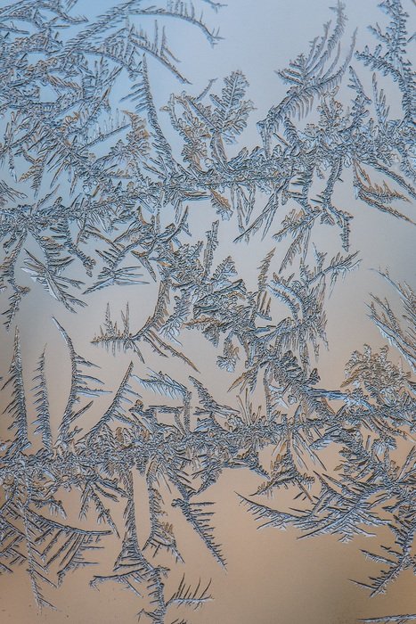 Frost patterns flower ice free image download