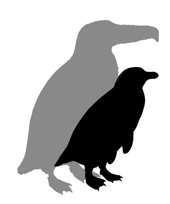 Penguin Outline drawing free image download